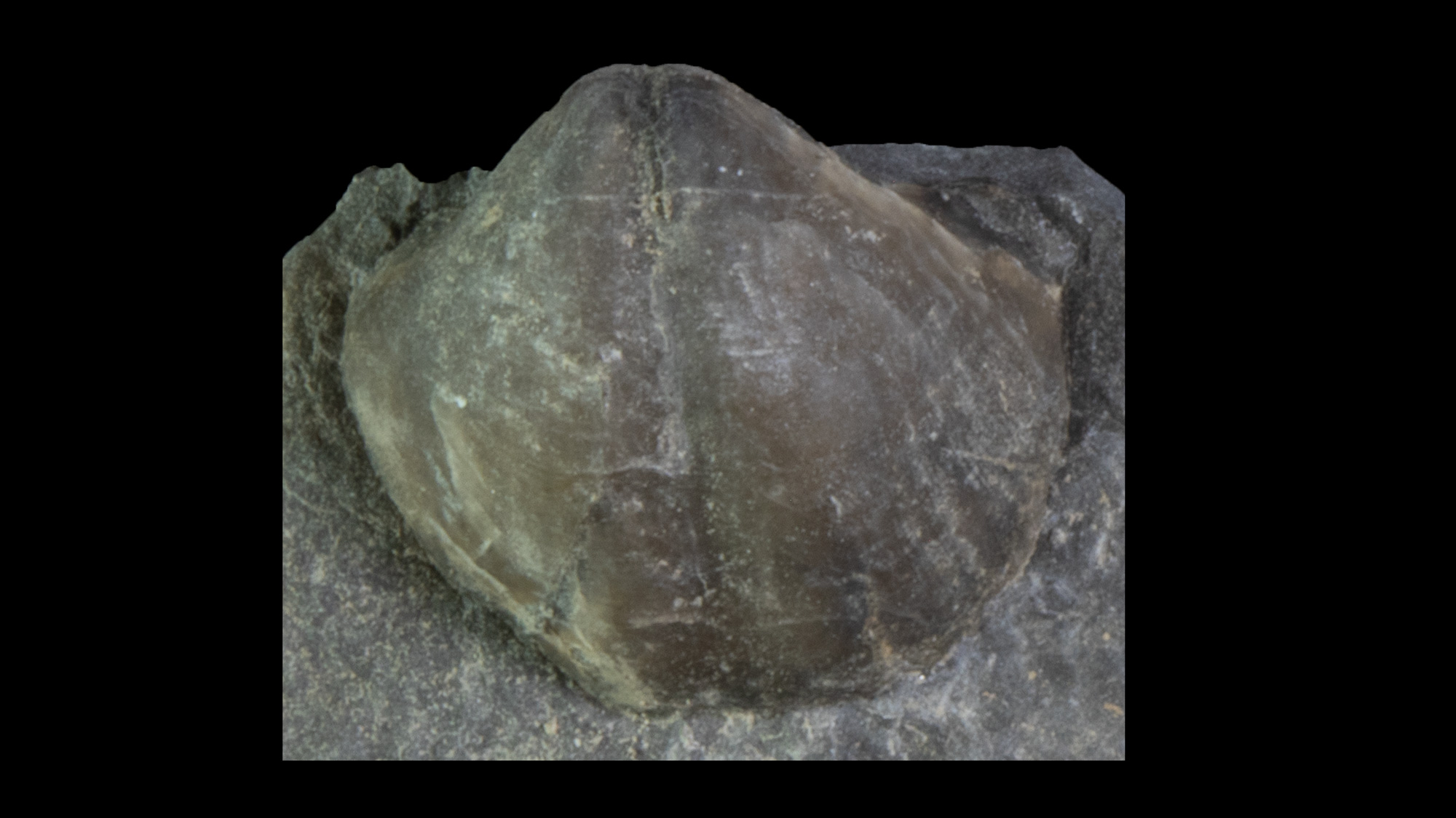 Ambocoelia umbonata · Devonian Atlas of Ancient Life