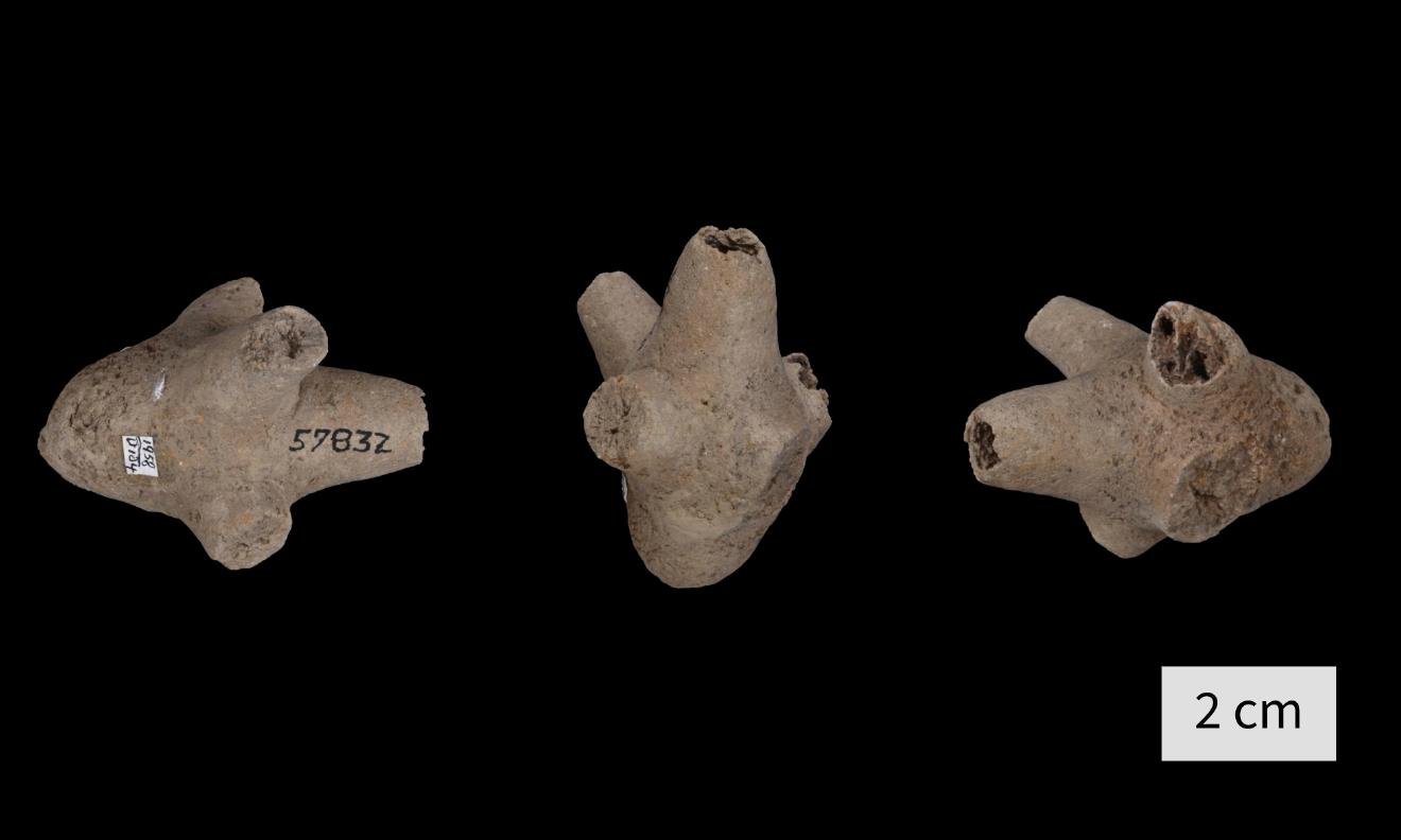 Ancyrocrinus bulbosus · Devonian Atlas of Ancient Life