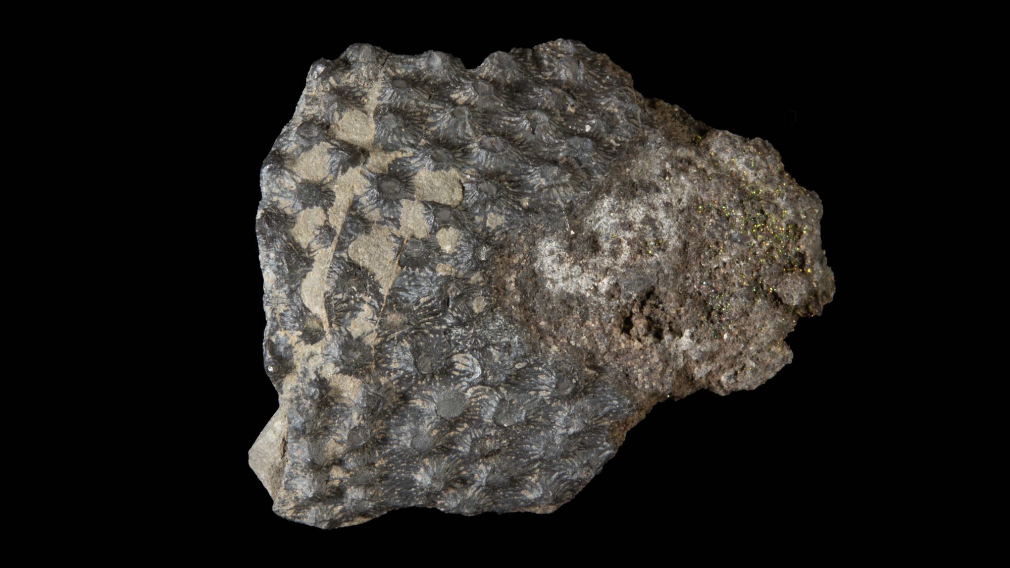 Aspidichthys clavatus · Devonian Atlas of Ancient Life