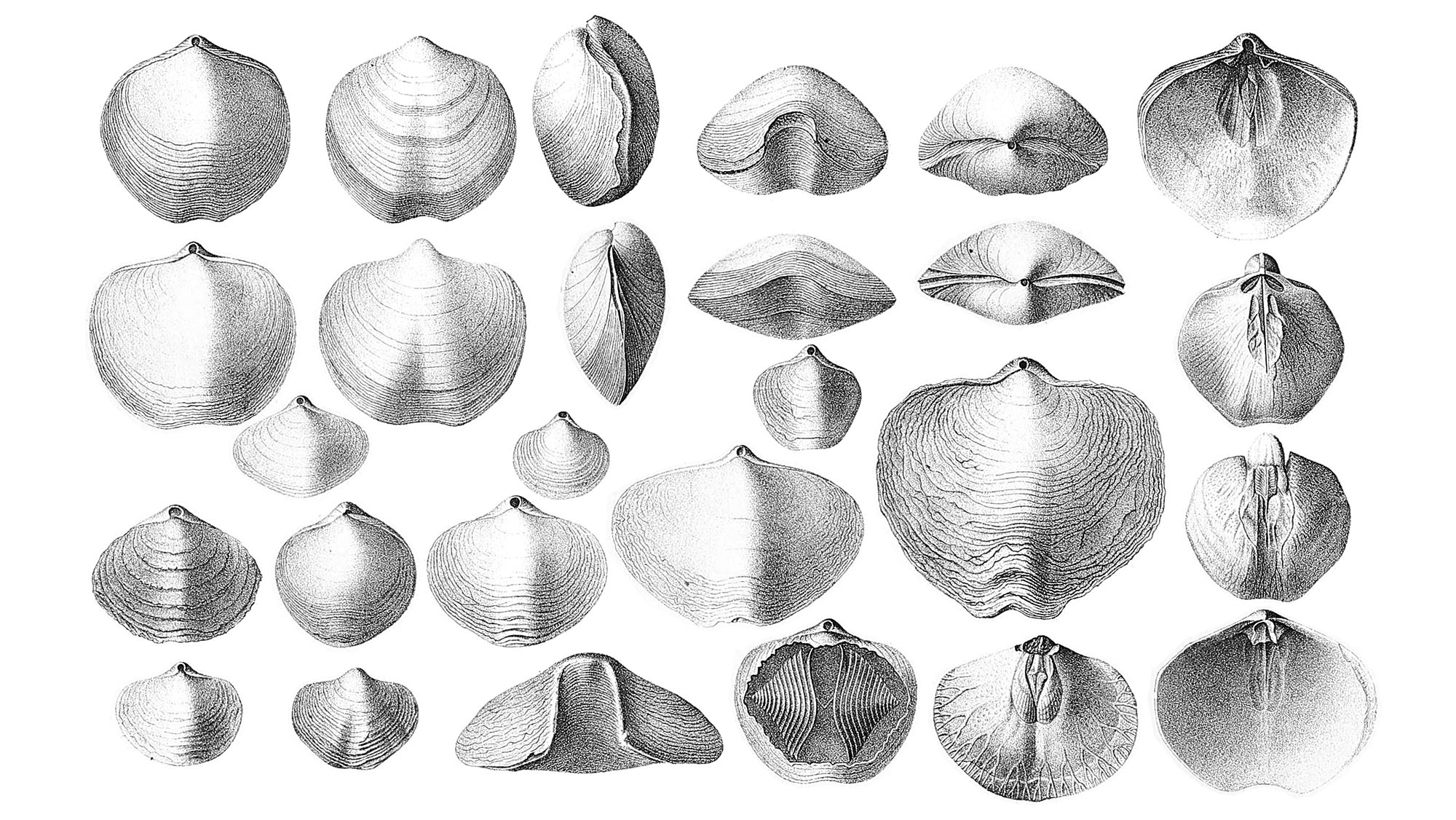 Athyris spiriferoides · Devonian Atlas of Ancient Life
