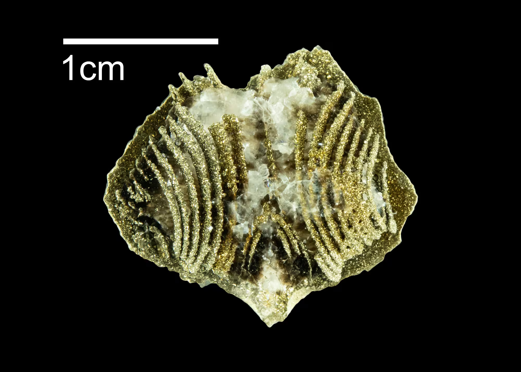 Athyris spiriferoides · Devonian Atlas of Ancient Life