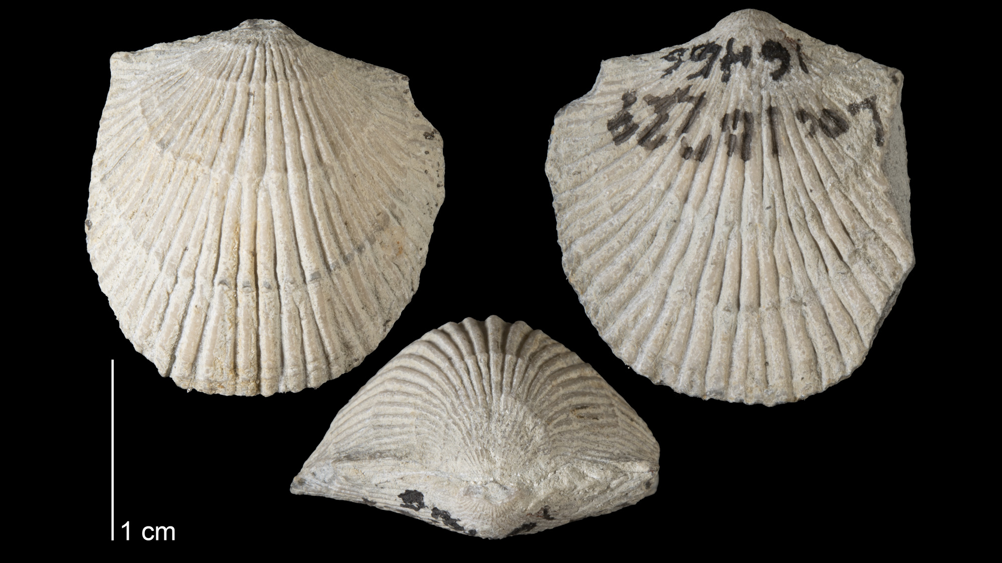 Atrypa reticularis · Devonian Atlas of Ancient Life