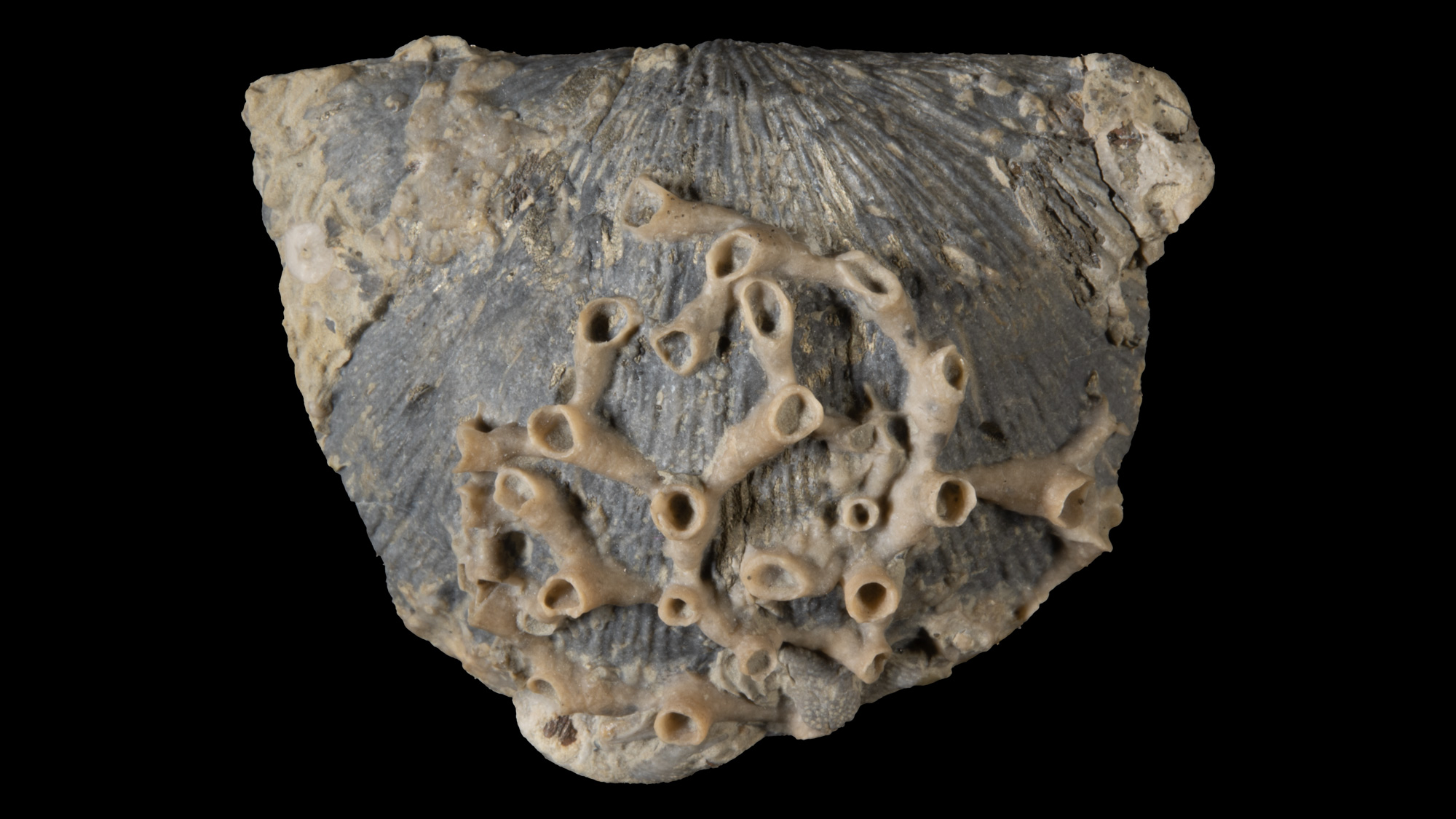 Aulopora annectens · Devonian Atlas of Ancient Life