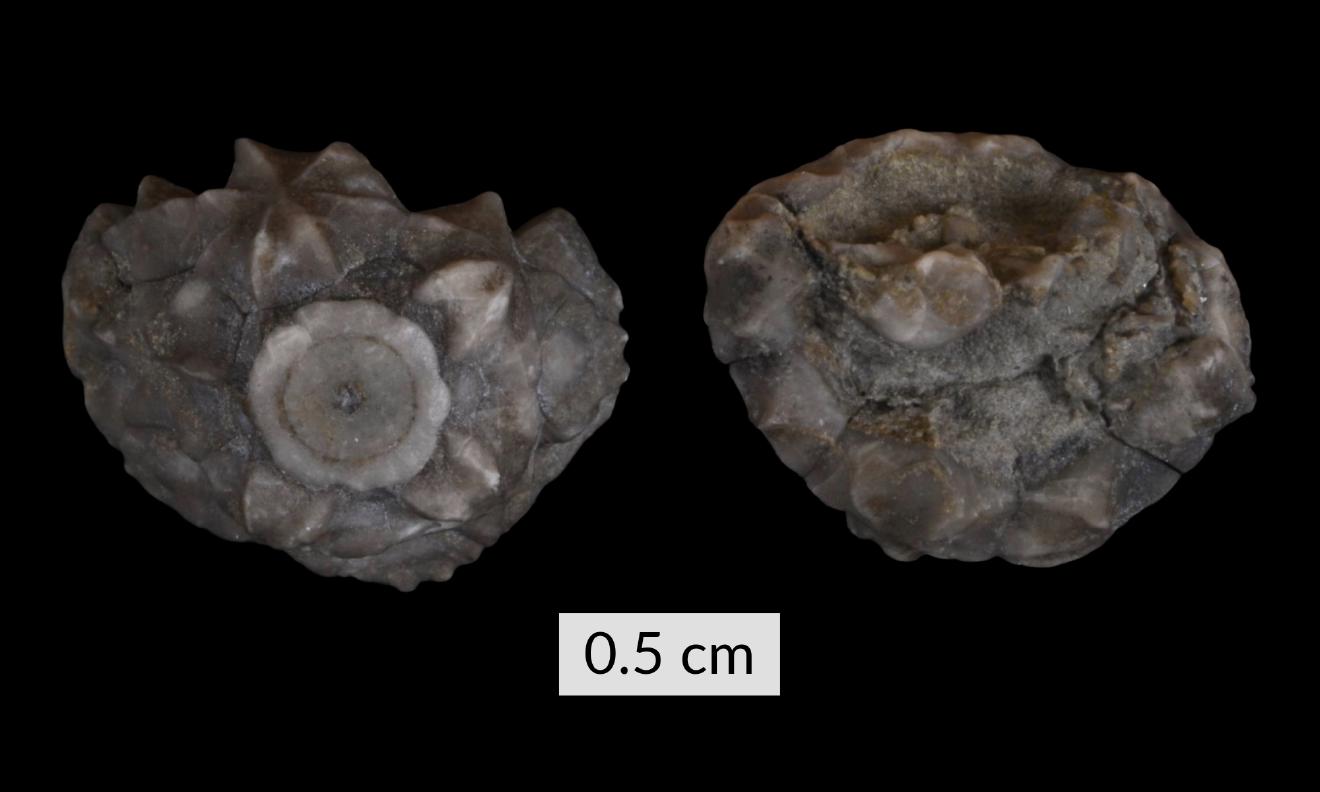 Botryocrinus thomasi · Devonian Atlas of Ancient Life