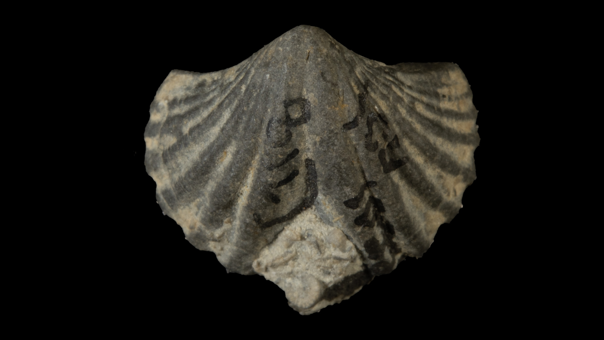 Cyrtina triquetra · Devonian Atlas of Ancient Life