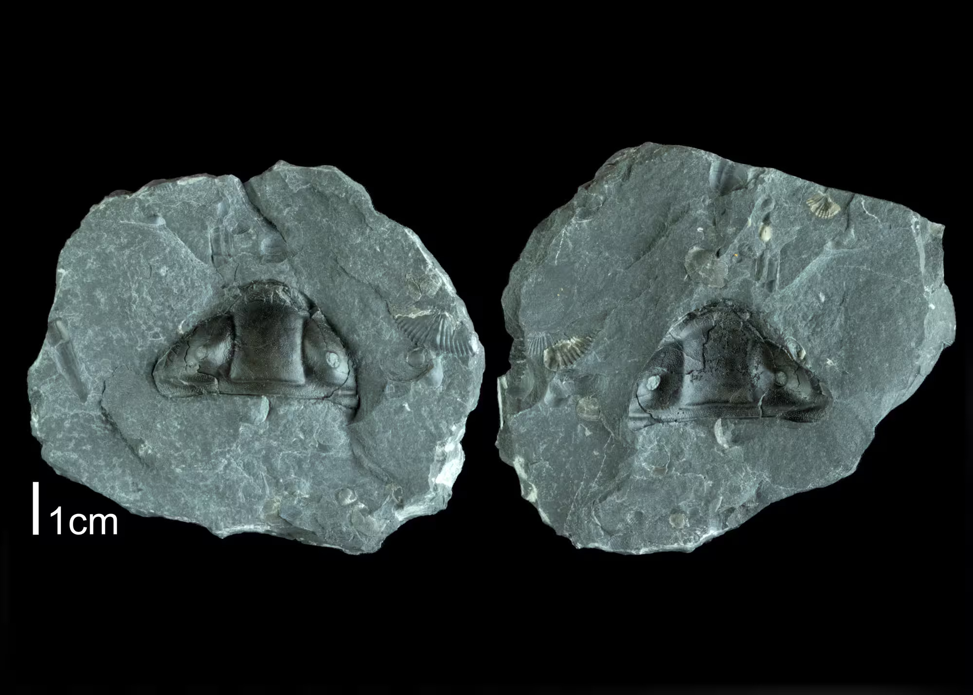 Dipleura dekayi · Devonian Atlas of Ancient Life