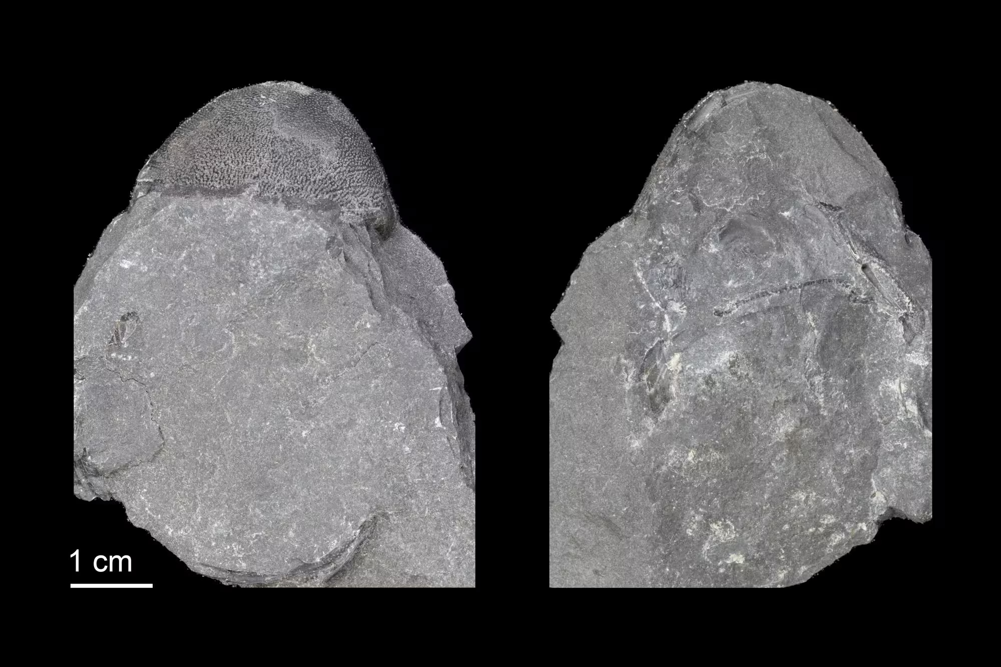 Dipleura dekayi · Devonian Atlas of Ancient Life