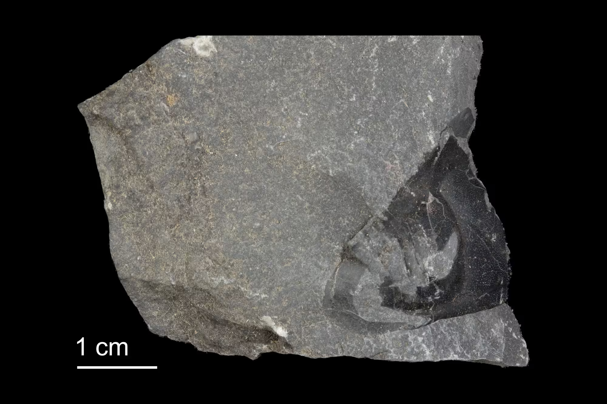 Dipleura dekayi · Devonian Atlas of Ancient Life