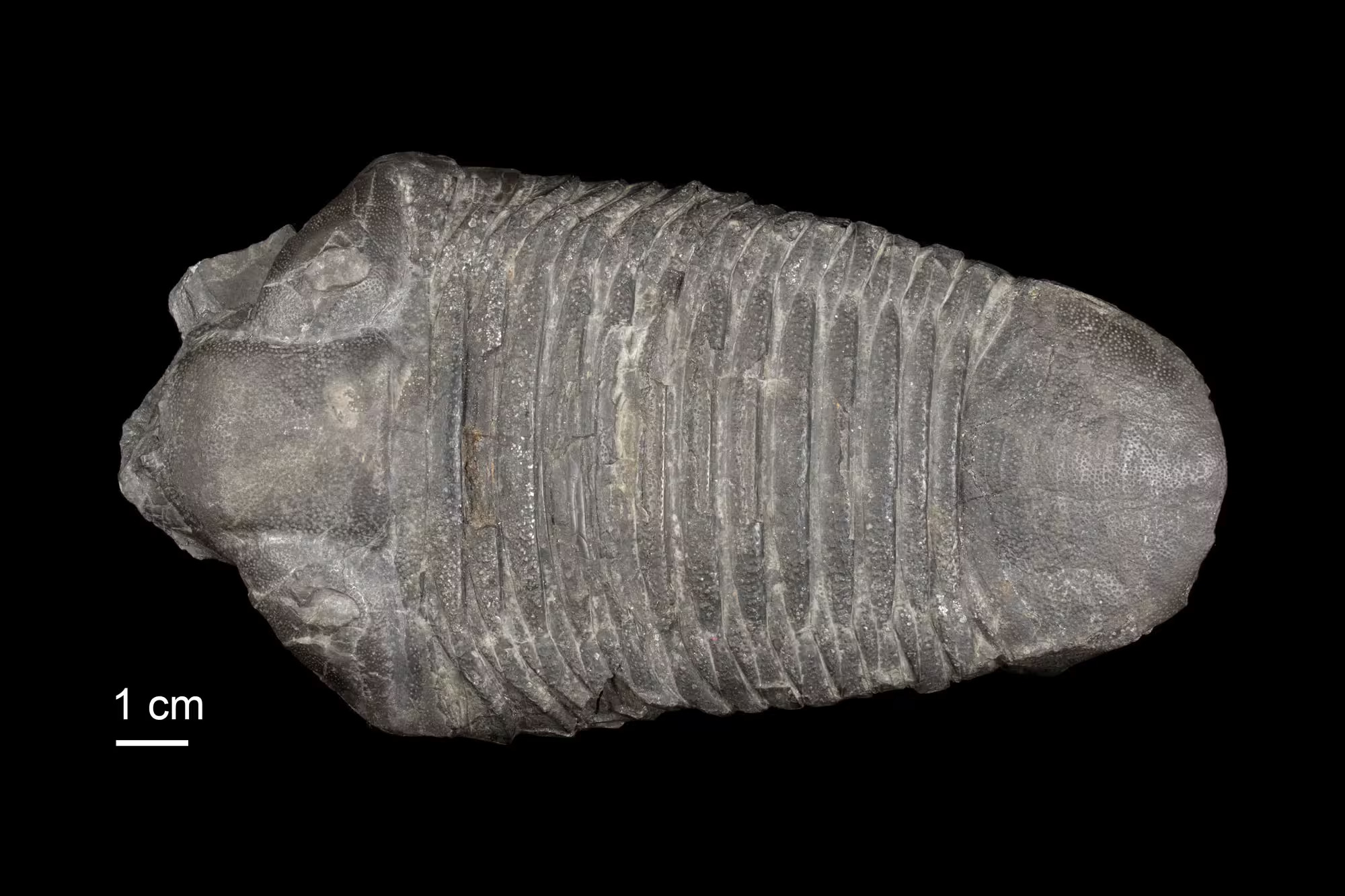 Dipleura dekayi · Devonian Atlas of Ancient Life