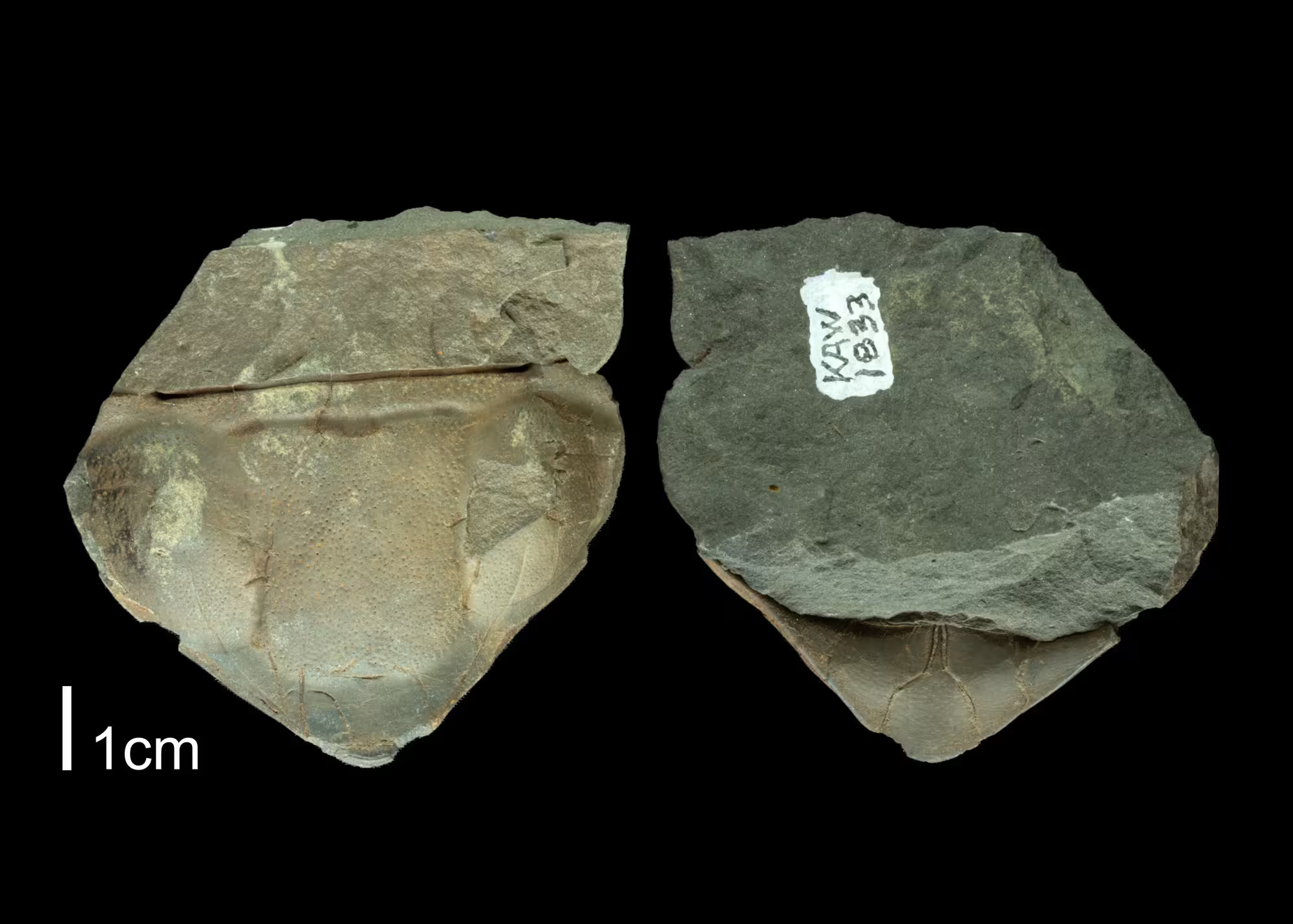 Dipleura dekayi · Devonian Atlas of Ancient Life