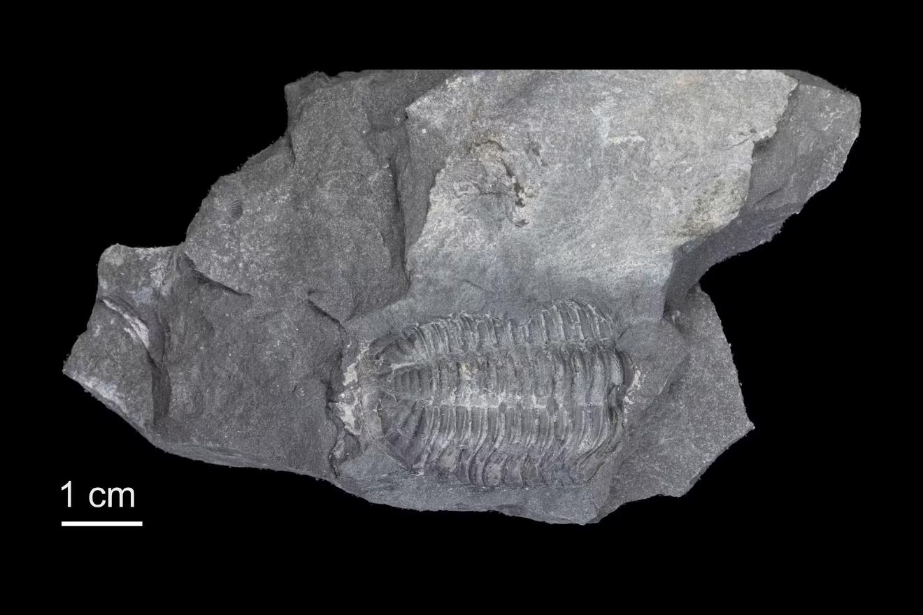 Eldredgeops rana · Devonian Atlas of Ancient Life