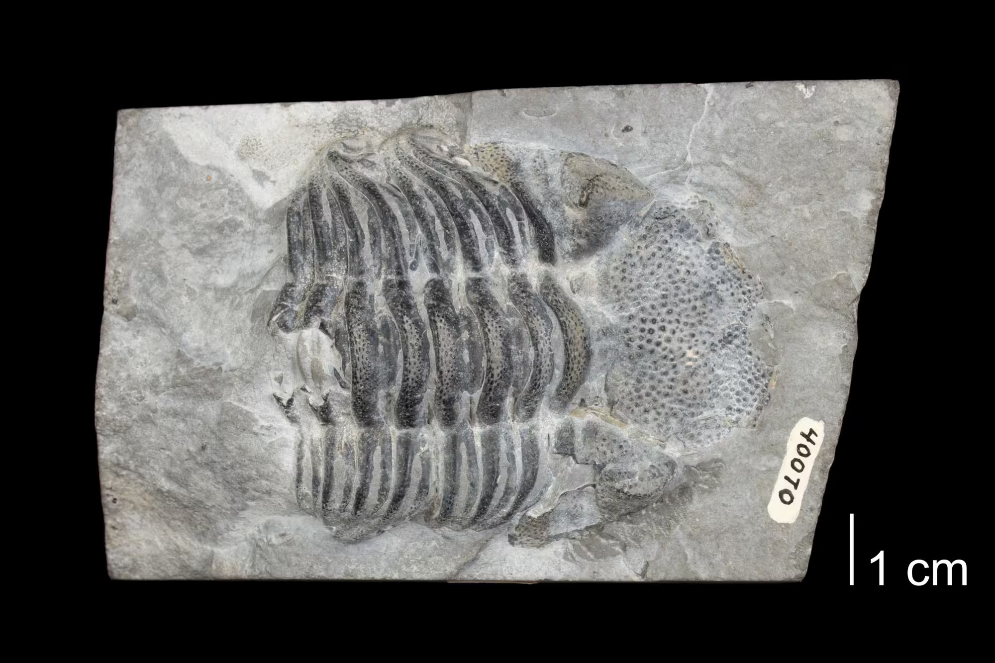 Eldredgeops rana · Devonian Atlas of Ancient Life