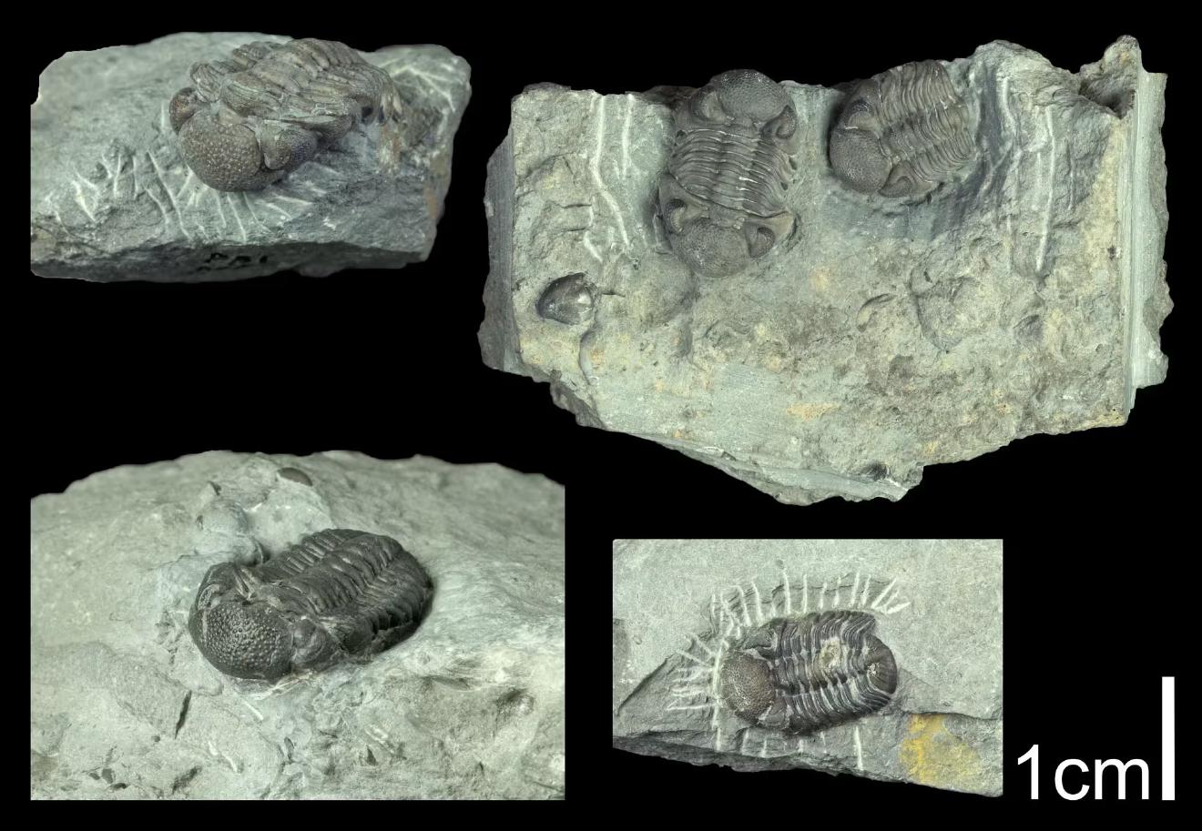 Eldredgeops rana · Devonian Atlas of Ancient Life