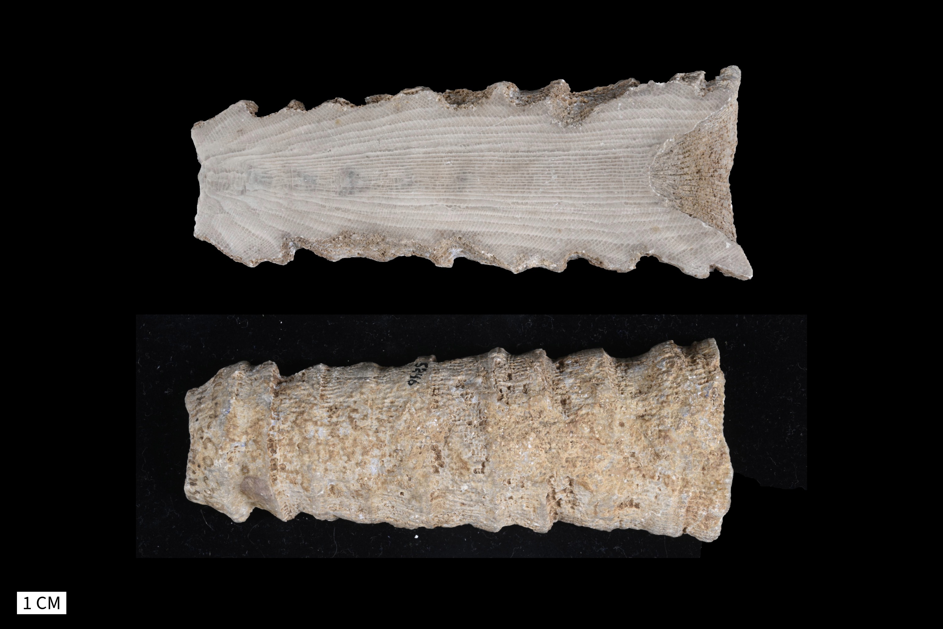 Heliophyllum annulatum · Devonian Atlas of Ancient Life
