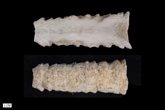 Heliophyllum annulatum · Devonian Atlas of Ancient Life