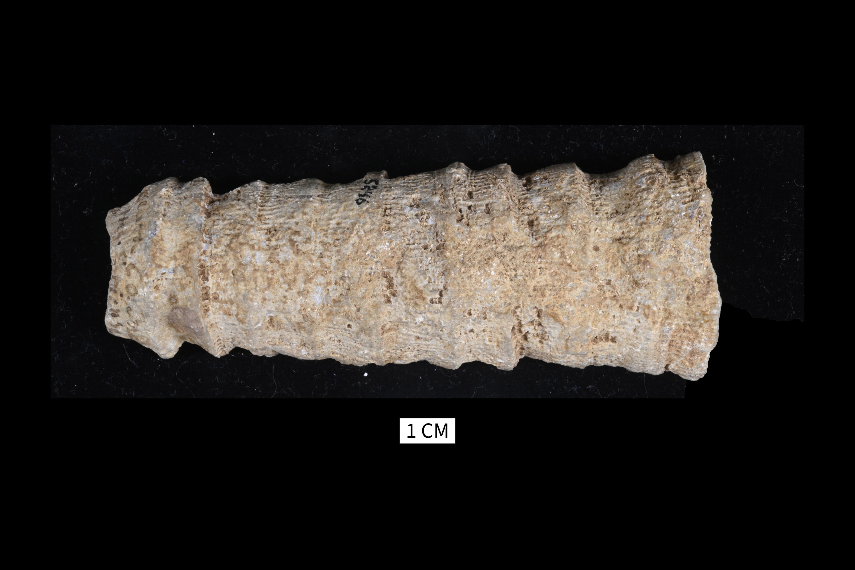 Heliophyllum annulatum · Devonian Atlas of Ancient Life