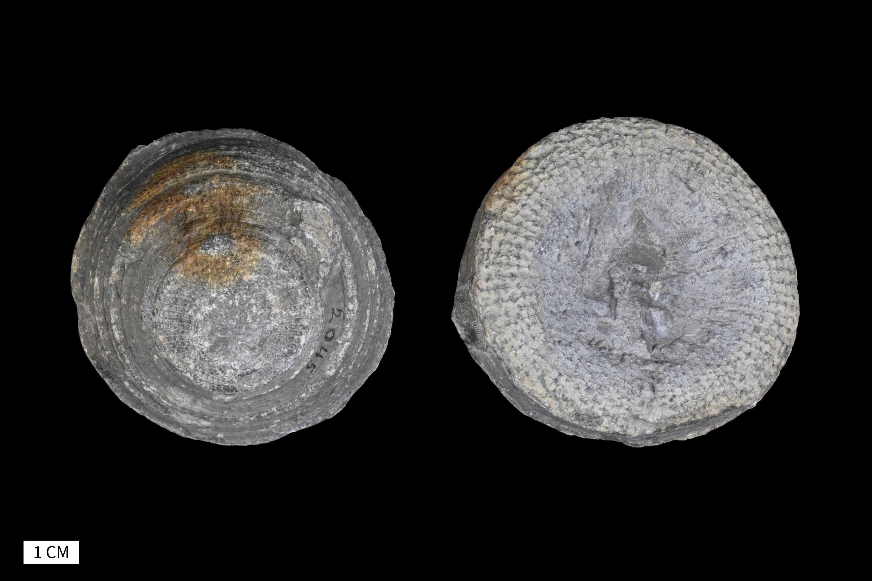Heliophyllum arachne · Devonian Atlas of Ancient Life