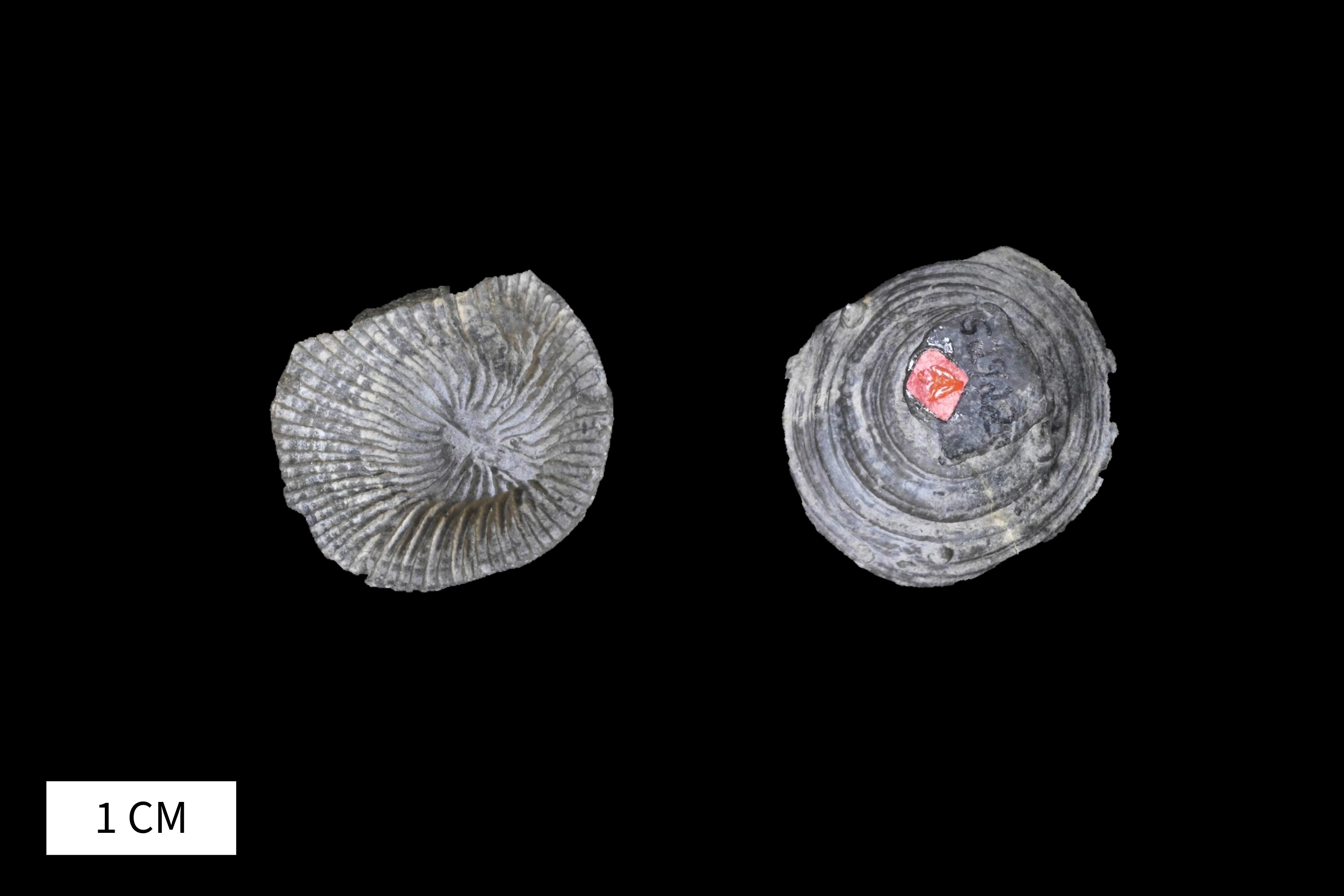 Heliophyllum bathycalyx · Devonian Atlas of Ancient Life