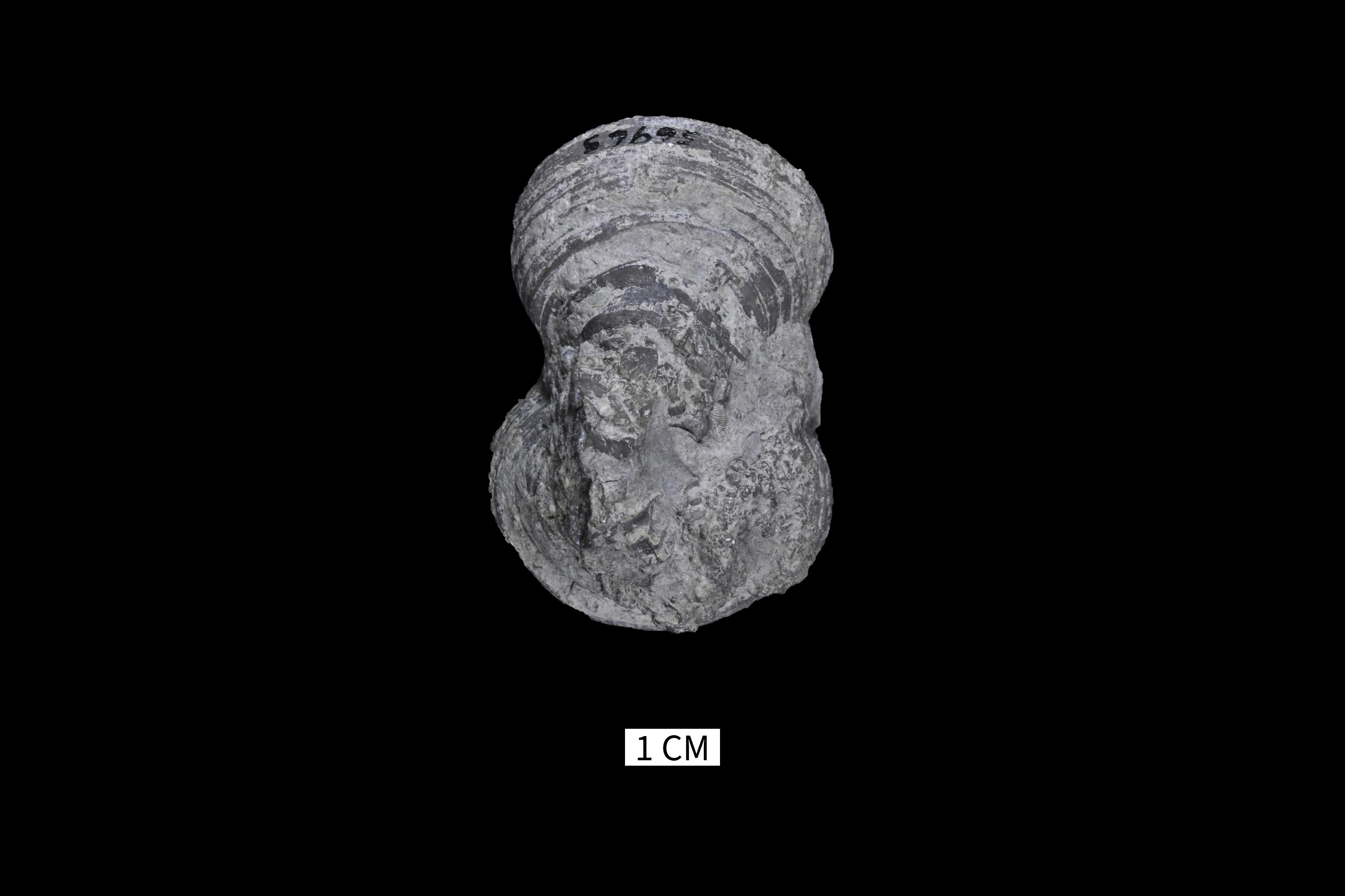 Heliophyllum confluens · Devonian Atlas of Ancient Life