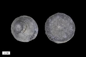 Heliophyllum decorosum · Devonian Atlas of Ancient Life