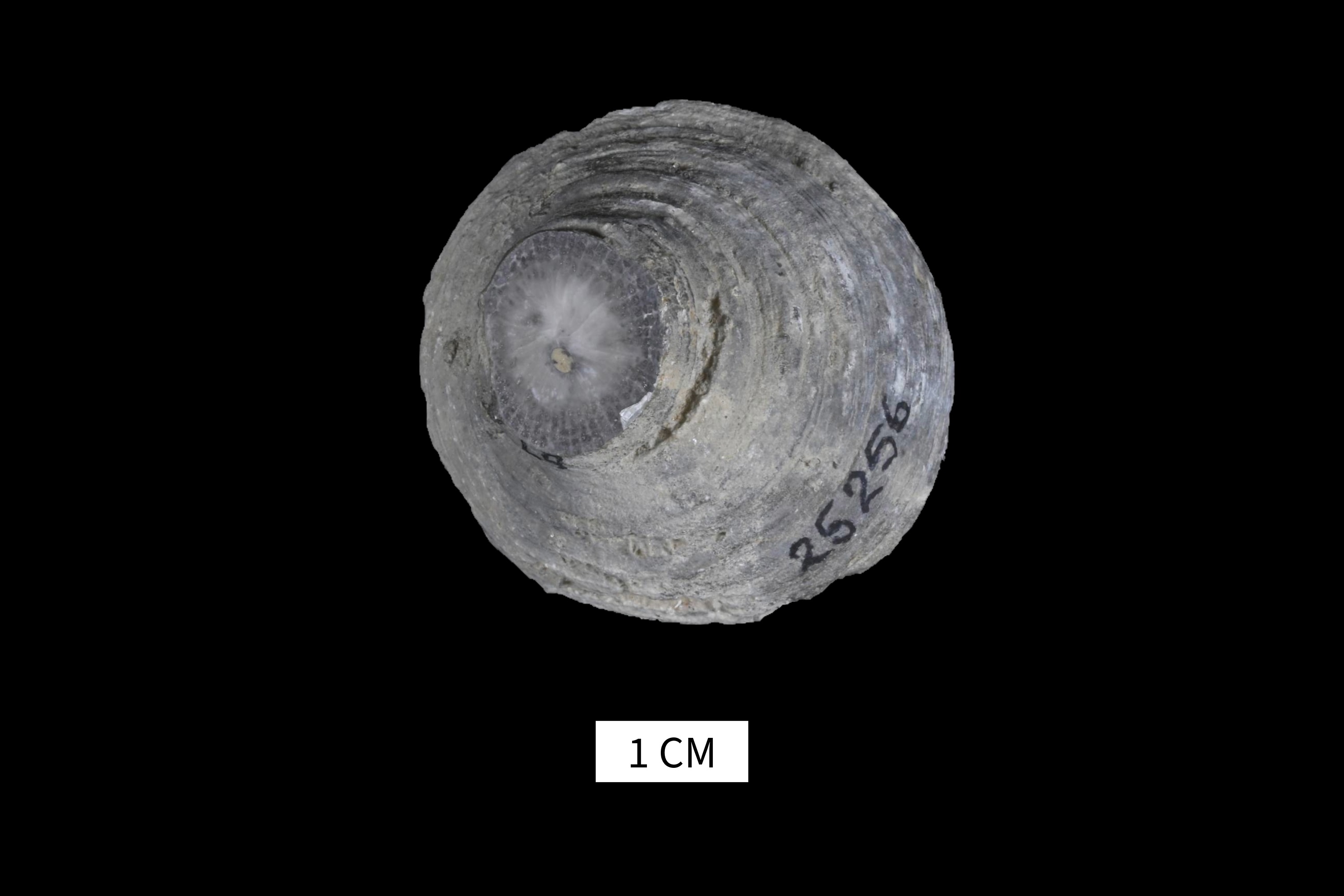 Heliophyllum decorosum · Devonian Atlas of Ancient Life
