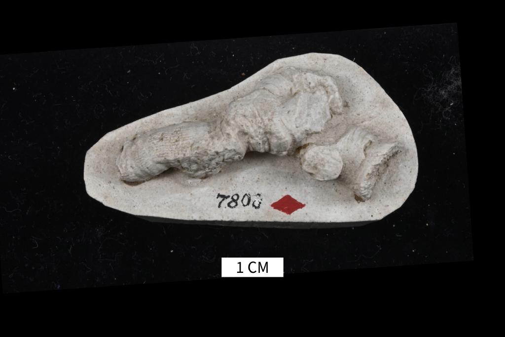 Heliophyllum dispassum · Devonian Atlas of Ancient Life
