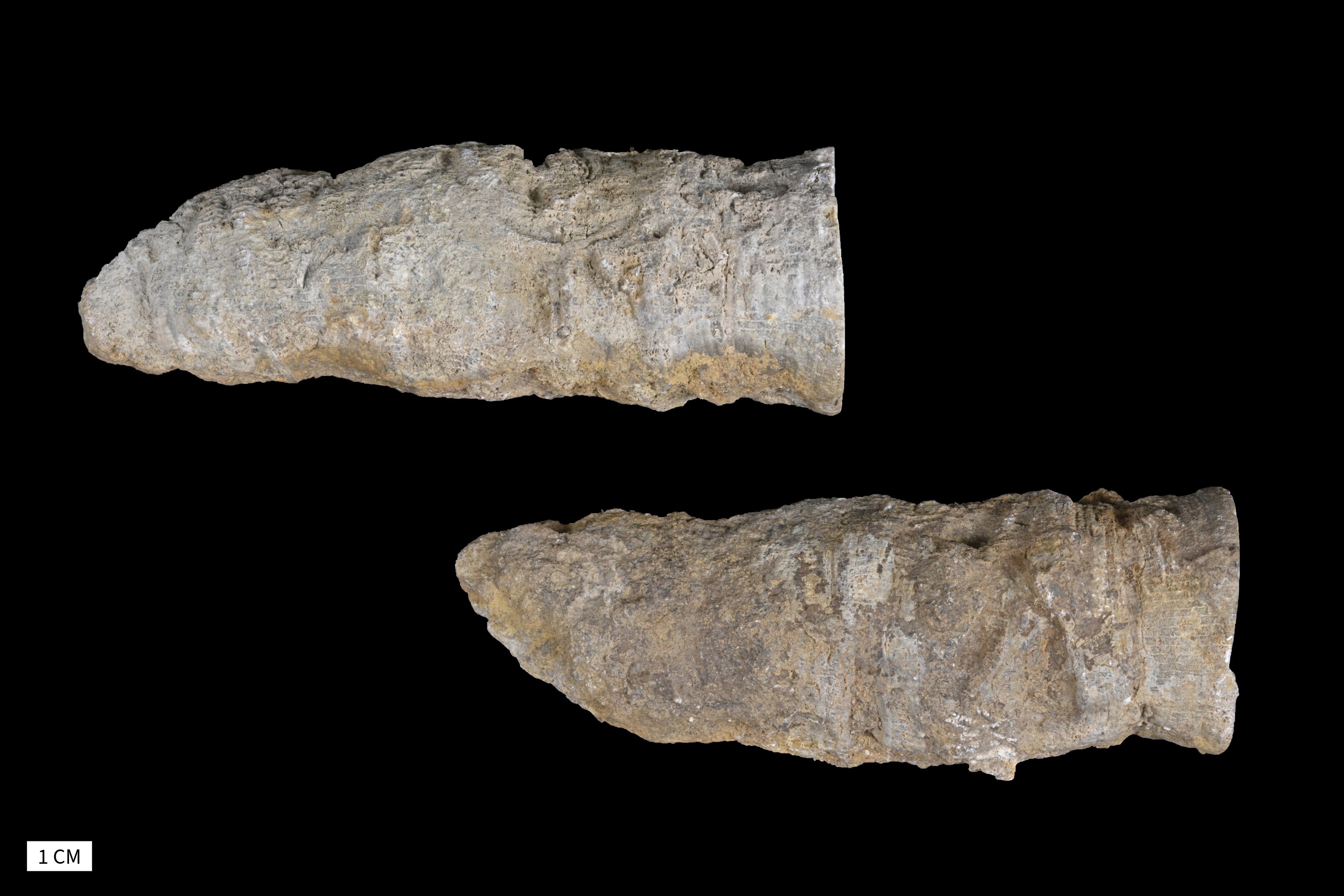 Heliophyllum elongatum · Devonian Atlas of Ancient Life