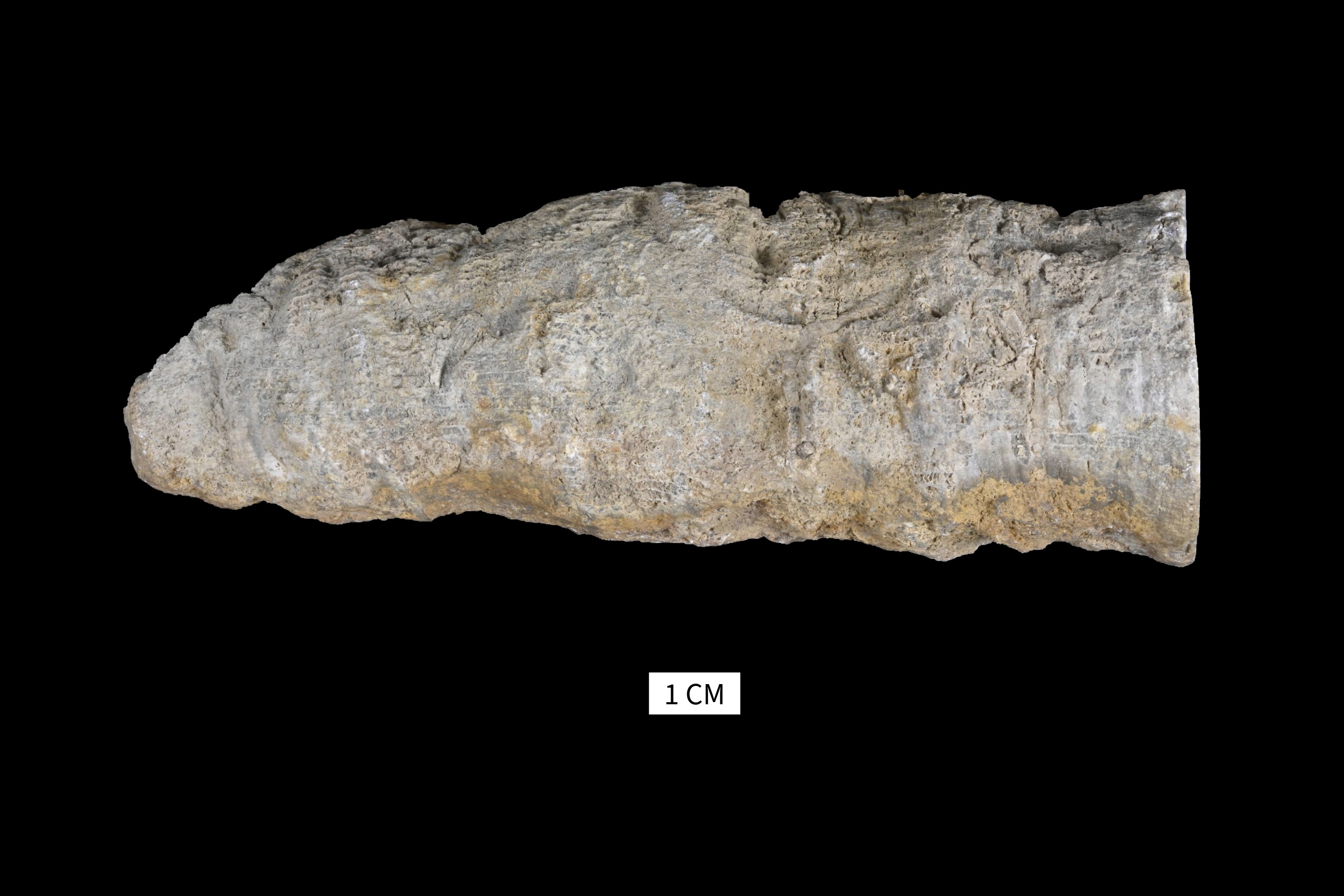Heliophyllum elongatum · Devonian Atlas of Ancient Life