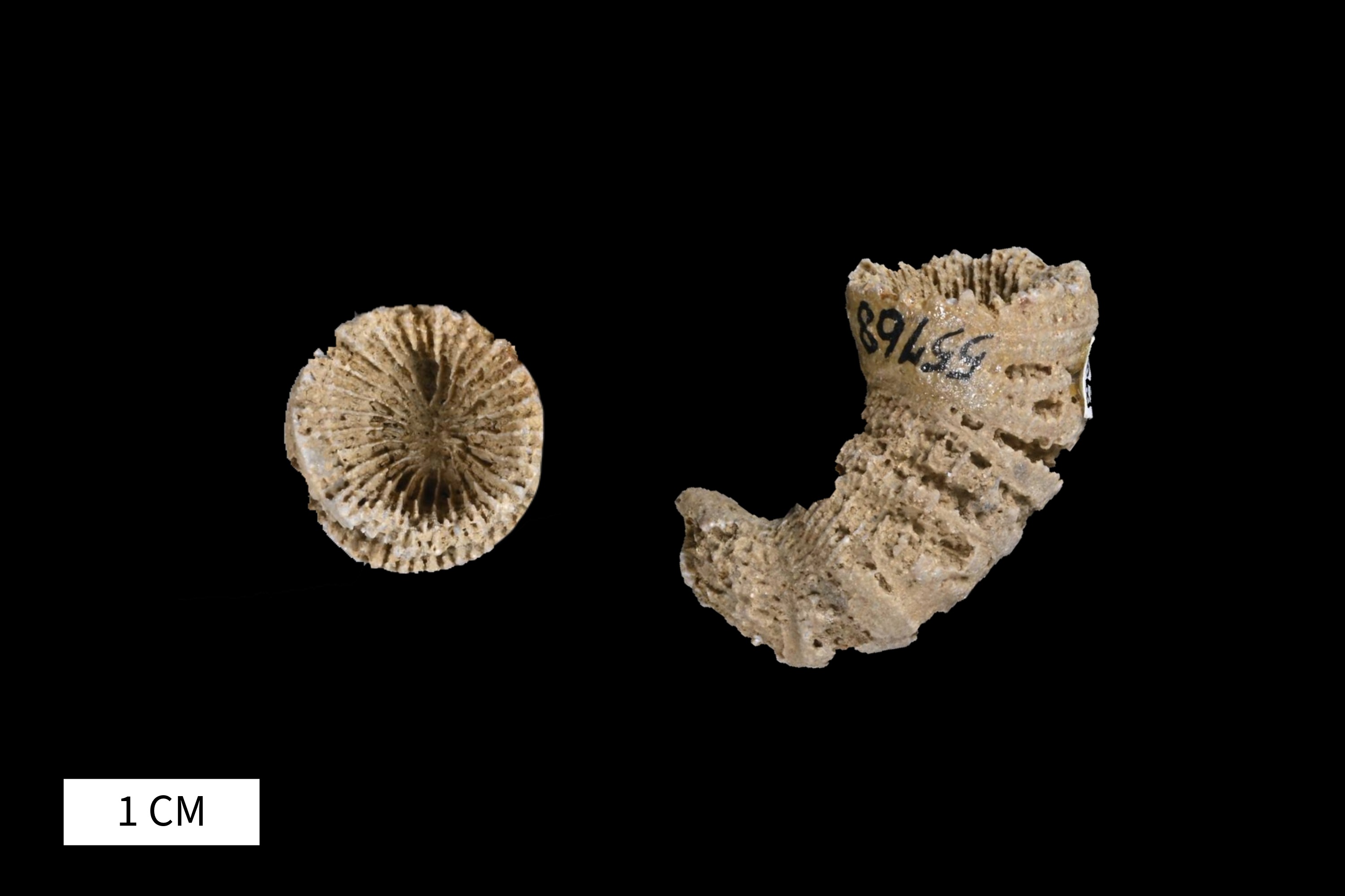 Heliophyllum ethelanum · Devonian Atlas of Ancient Life