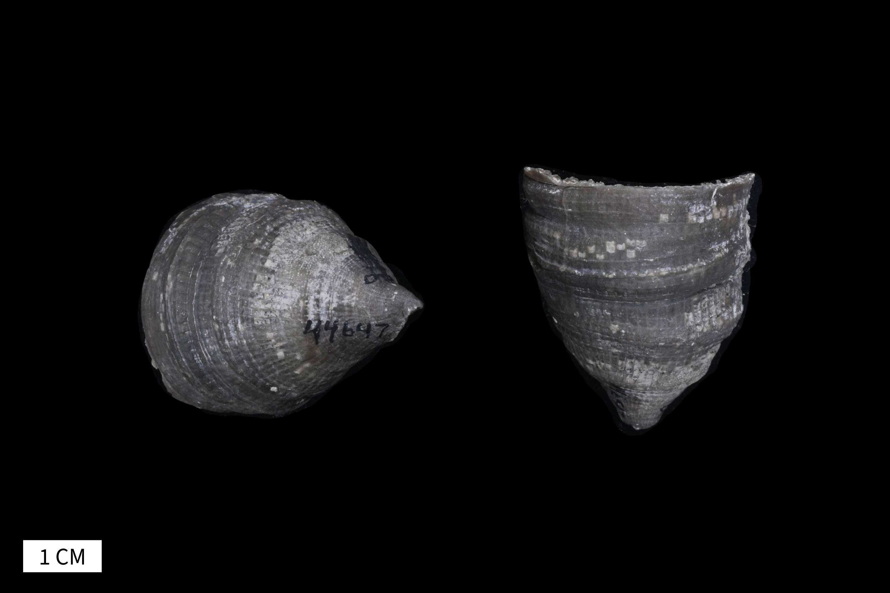 Heliophyllum ferronense · Devonian Atlas of Ancient Life