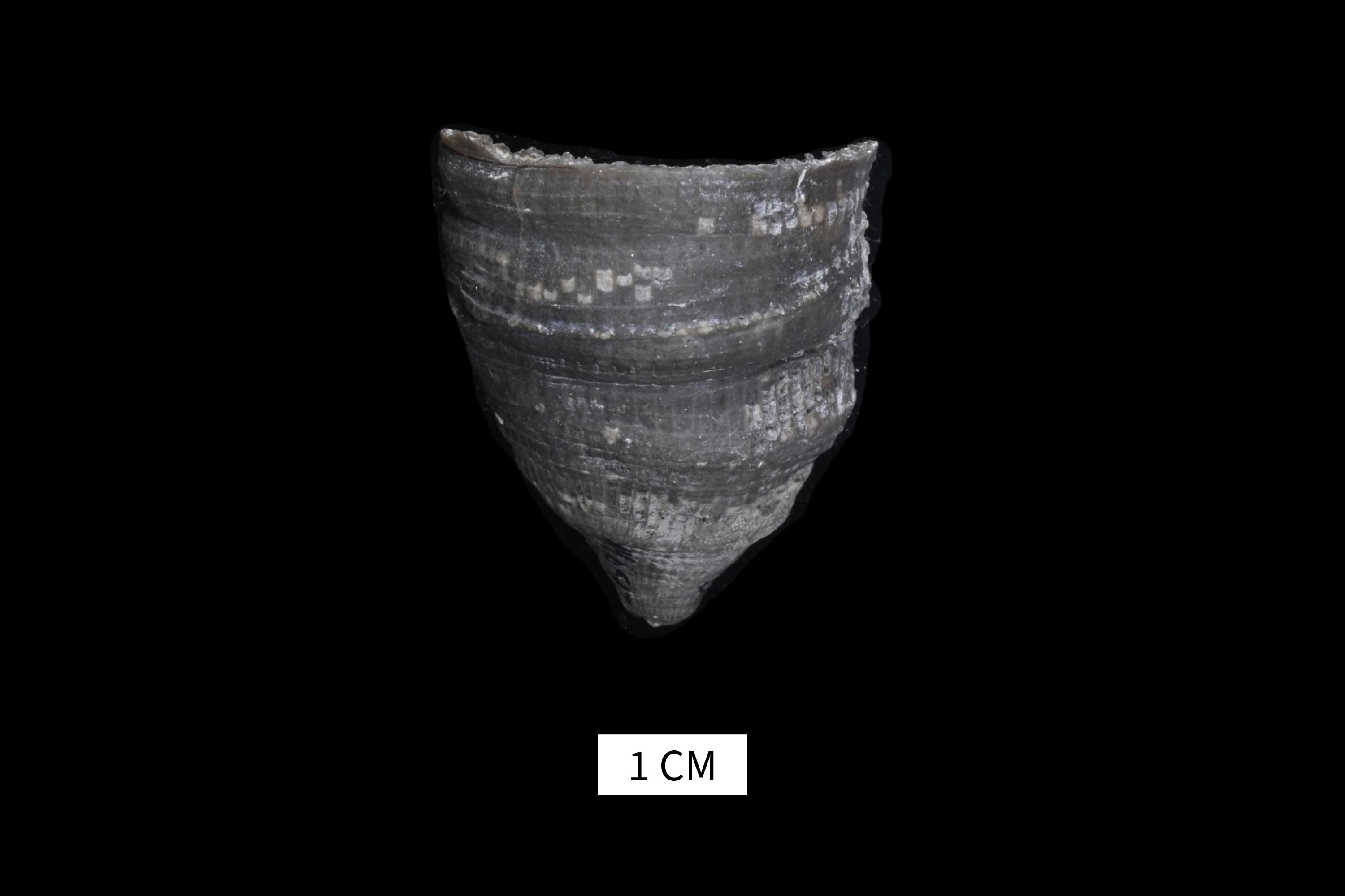 Heliophyllum ferronense · Devonian Atlas of Ancient Life