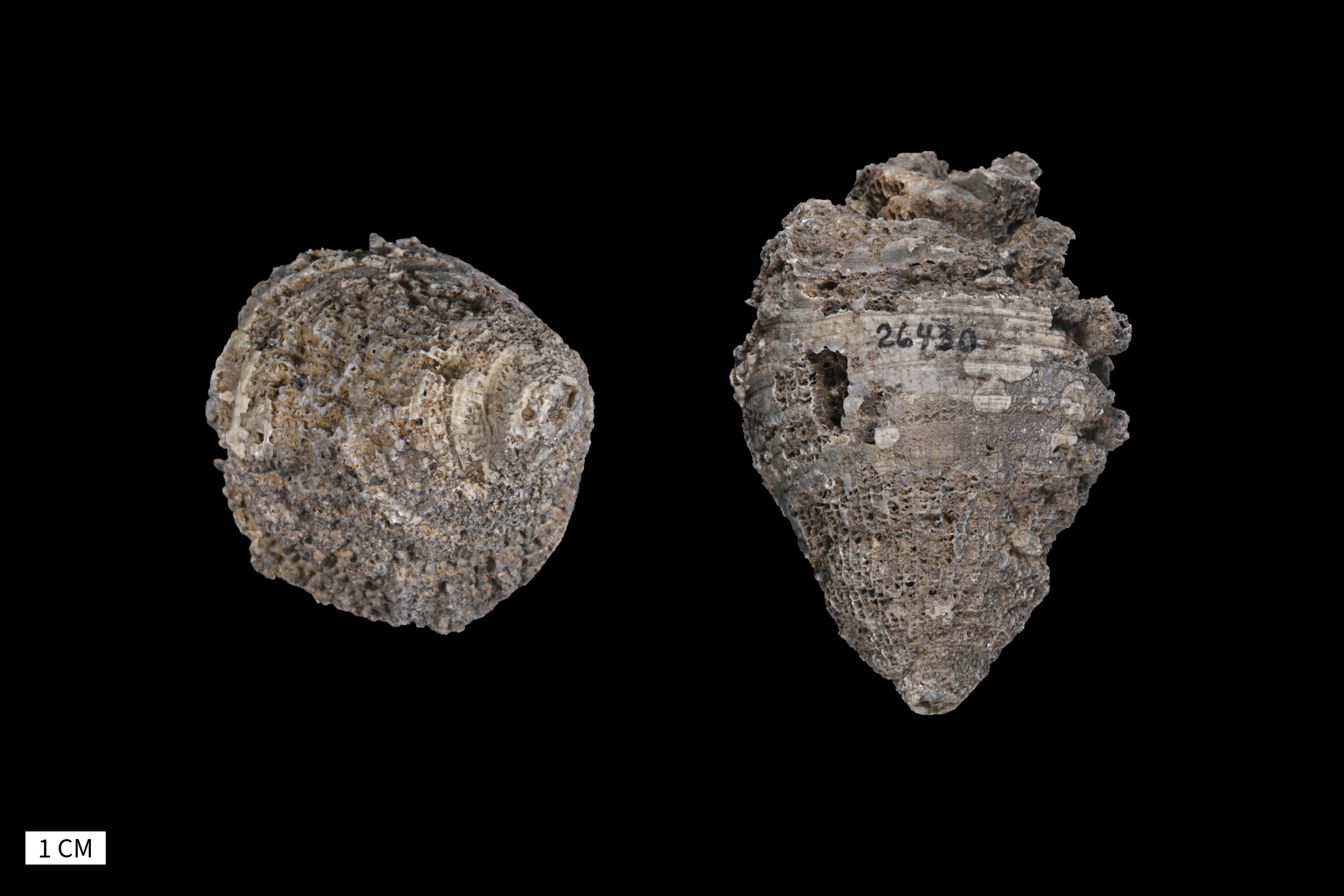 Heliophyllum gurleyi · Devonian Atlas of Ancient Life