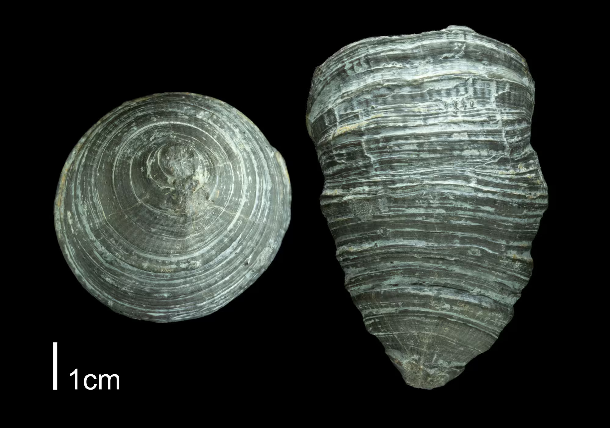 Heliophyllum halli · Devonian Atlas of Ancient Life