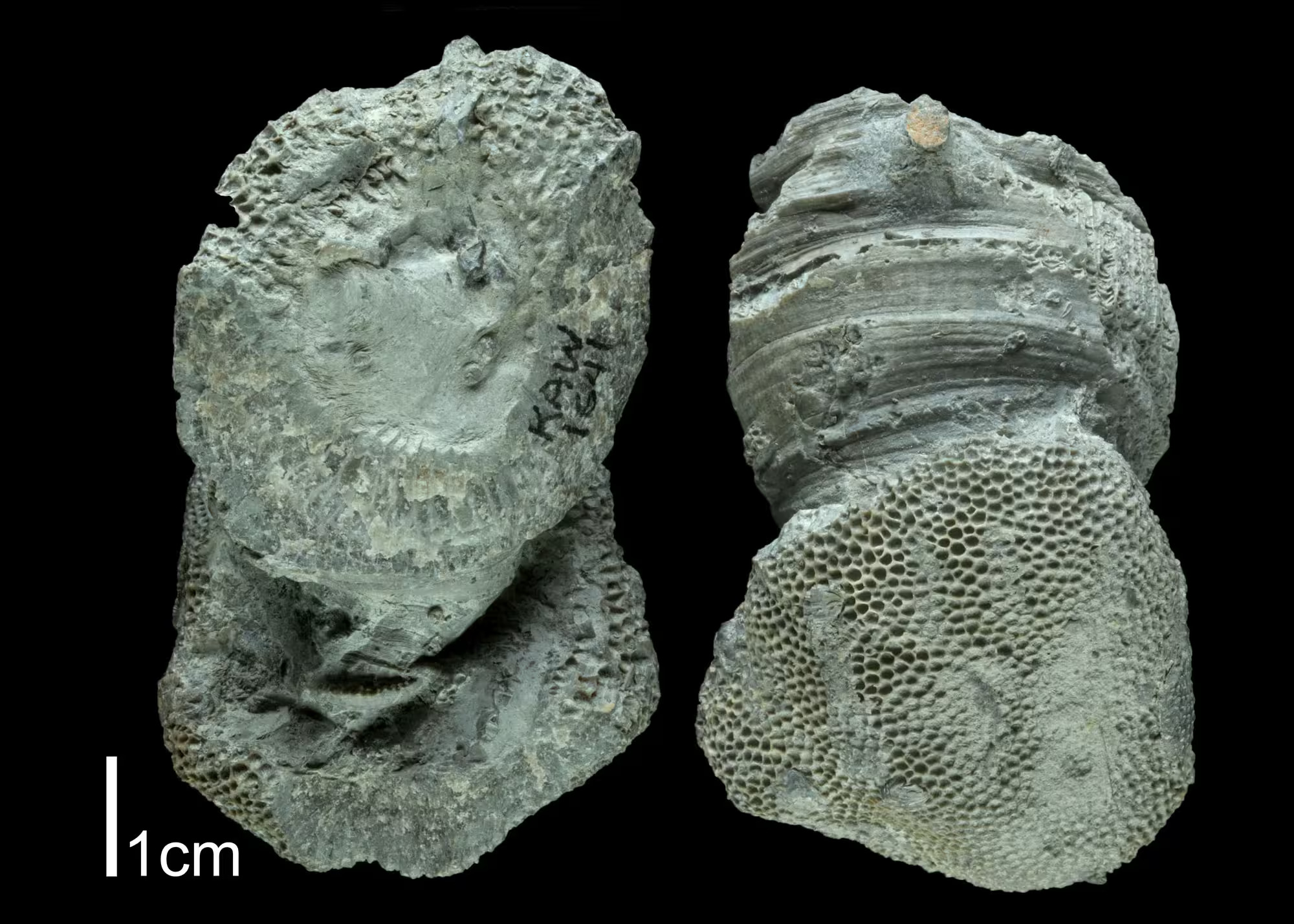Heliophyllum halli · Devonian Atlas of Ancient Life