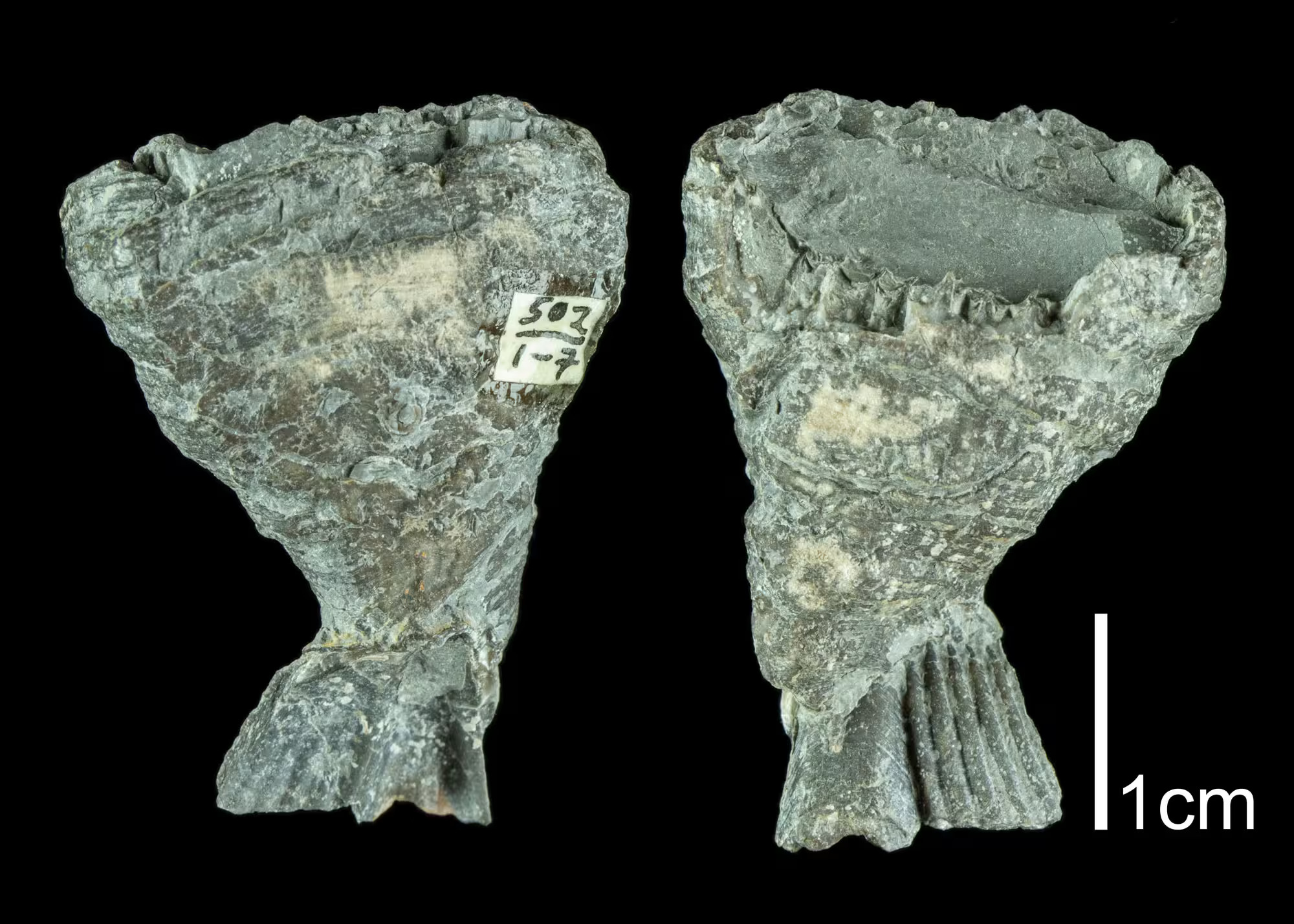 Heliophyllum halli · Devonian Atlas of Ancient Life