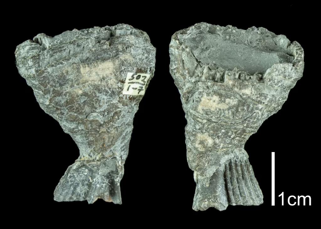 Heliophyllum halli · Devonian Atlas of Ancient Life
