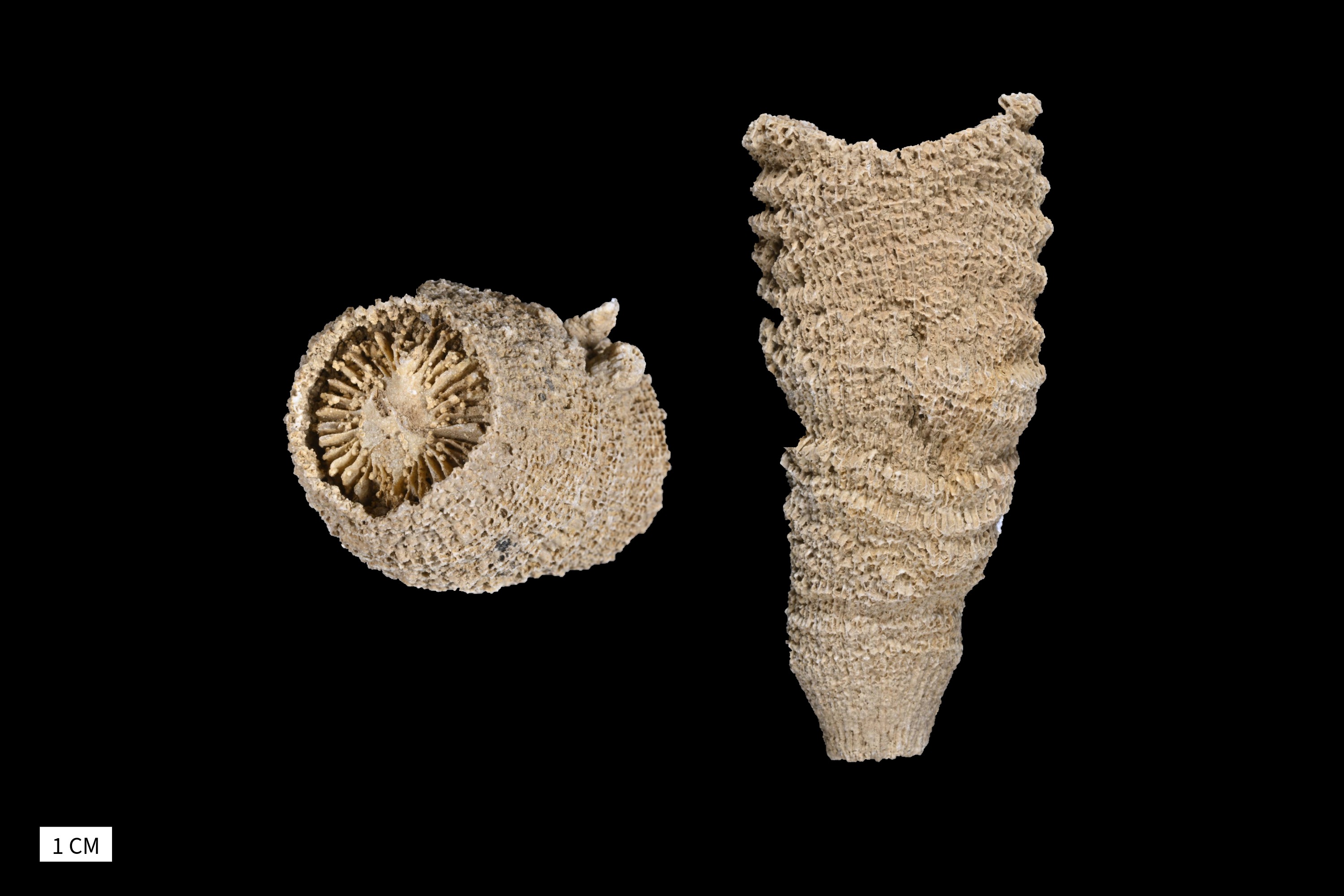 Heliophyllum incrassatum · Devonian Atlas of Ancient Life