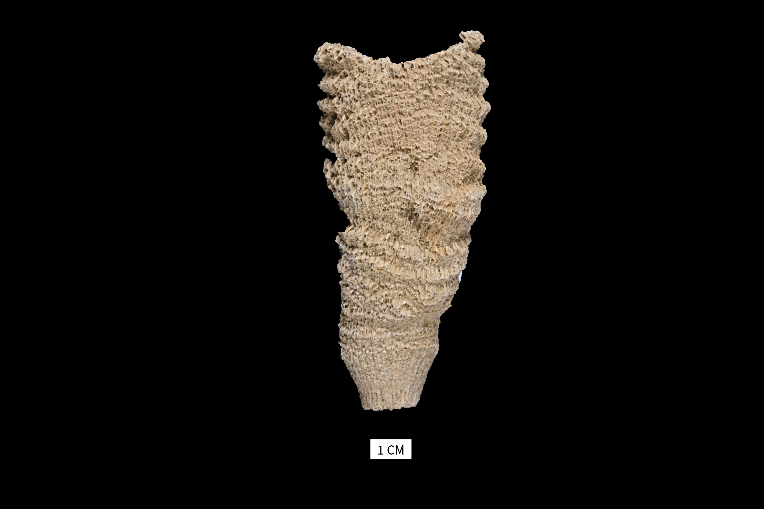 Heliophyllum incrassatum · Devonian Atlas of Ancient Life