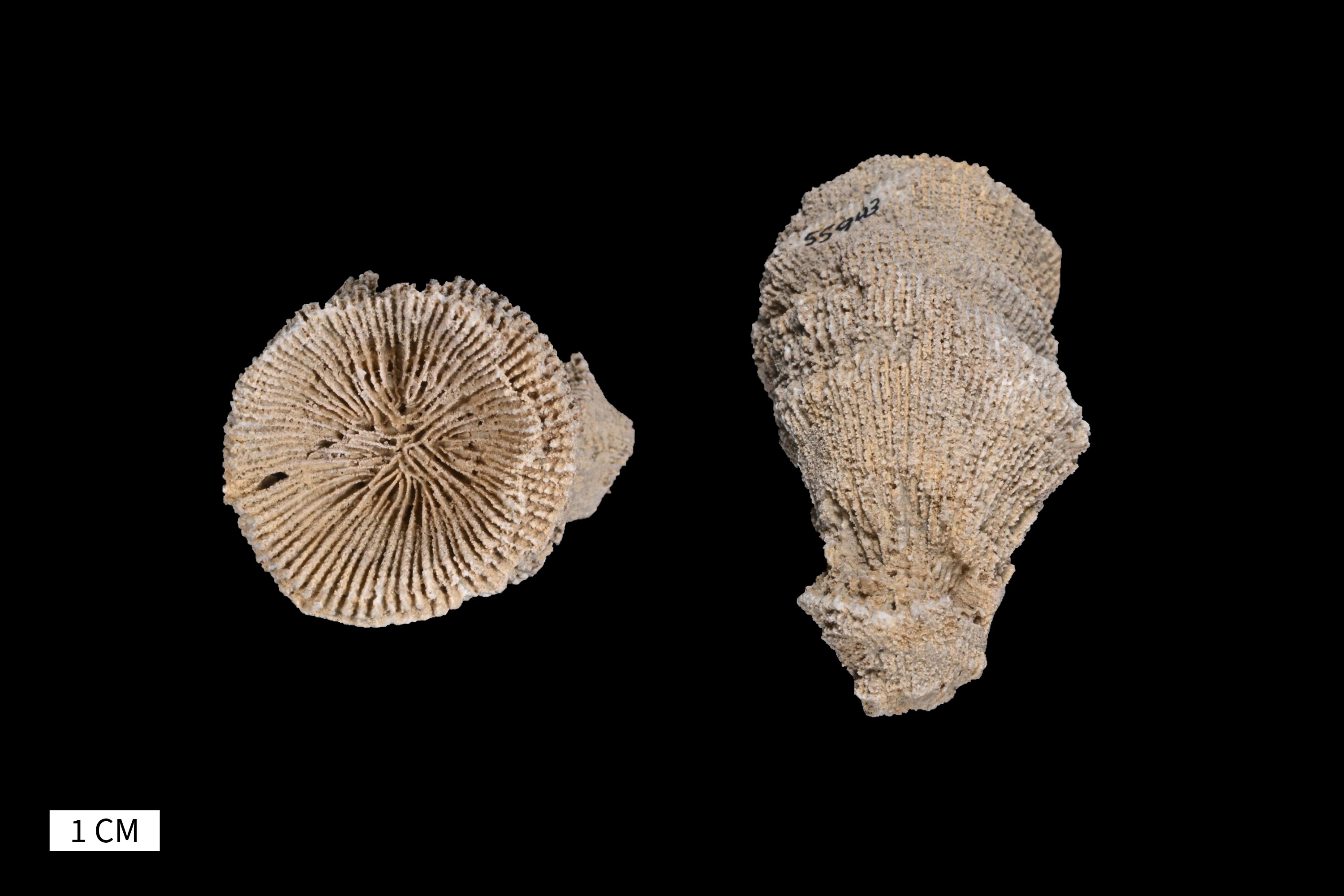Heliophyllum infundibulum · Devonian Atlas of Ancient Life