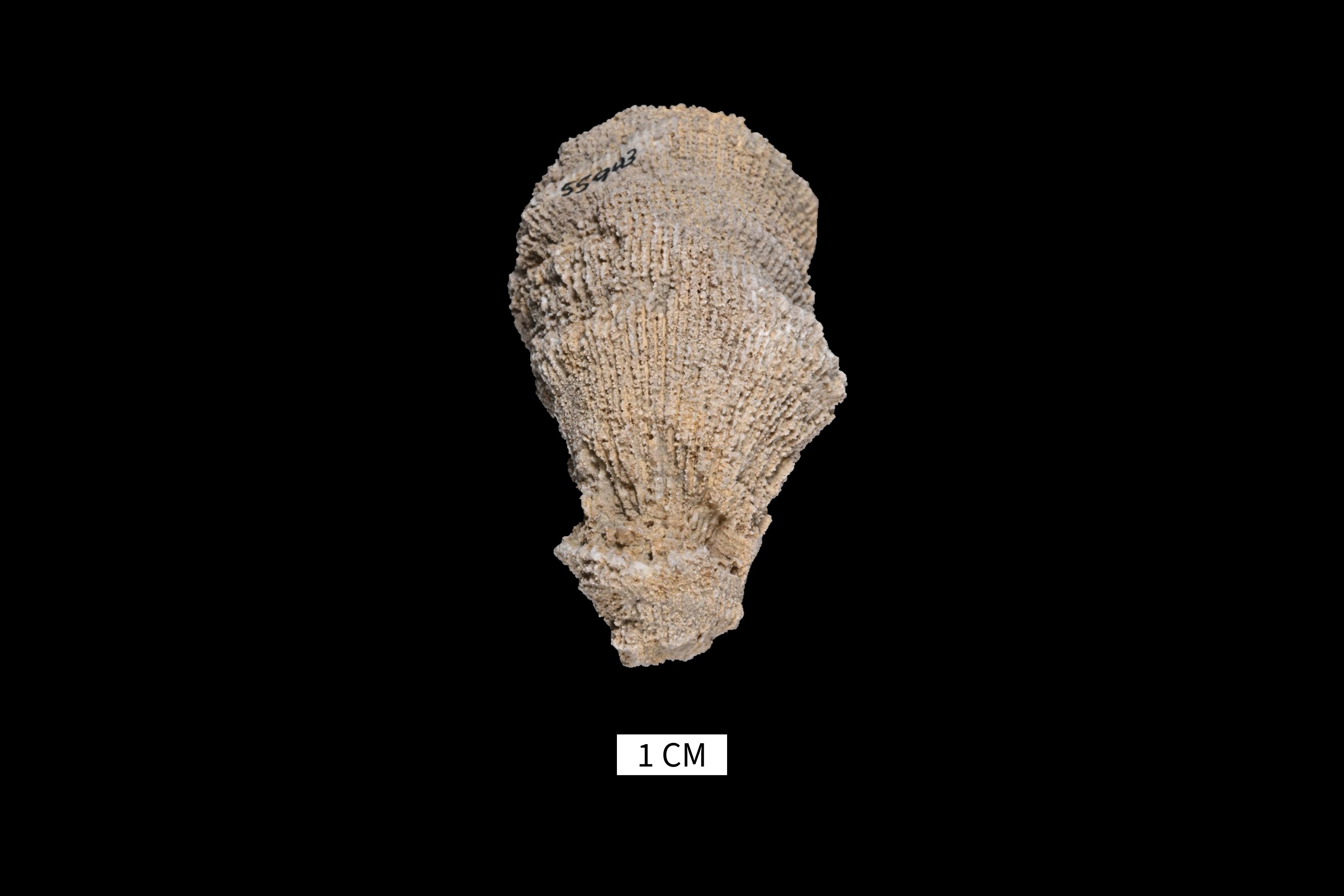 Heliophyllum infundibulum · Devonian Atlas of Ancient Life