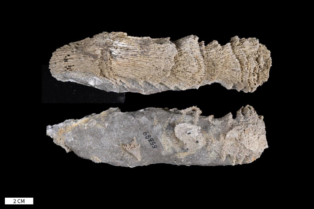 Heliophyllum invaginatum · Devonian Atlas of Ancient Life