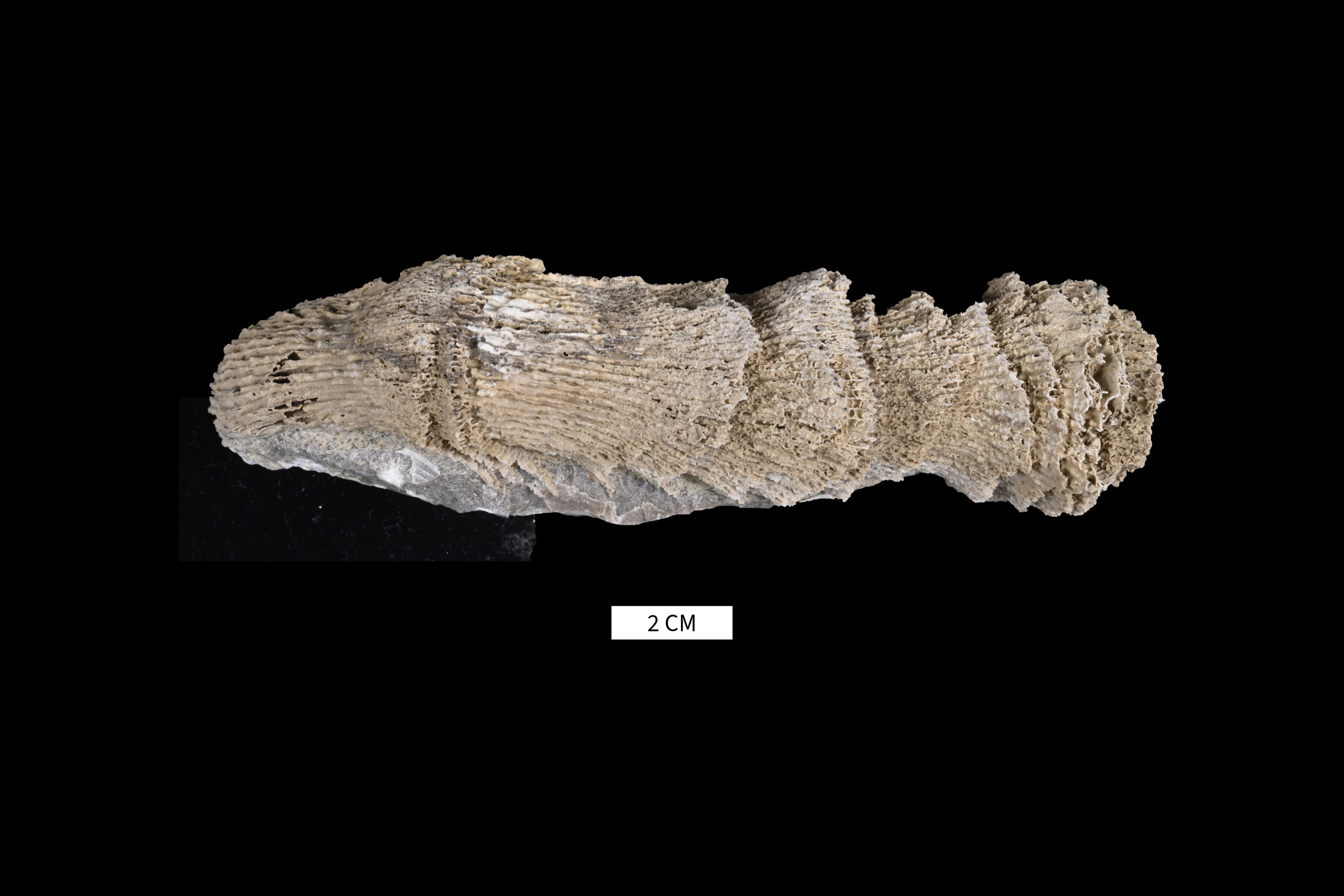 Heliophyllum invaginatum · Devonian Atlas of Ancient Life