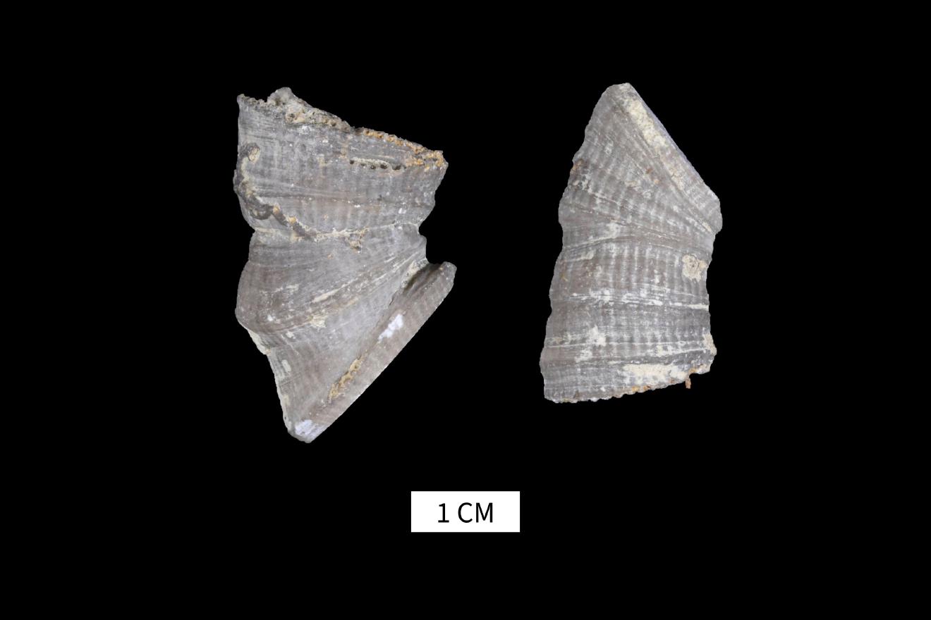 Heliophyllum juvene · Devonian Atlas of Ancient Life