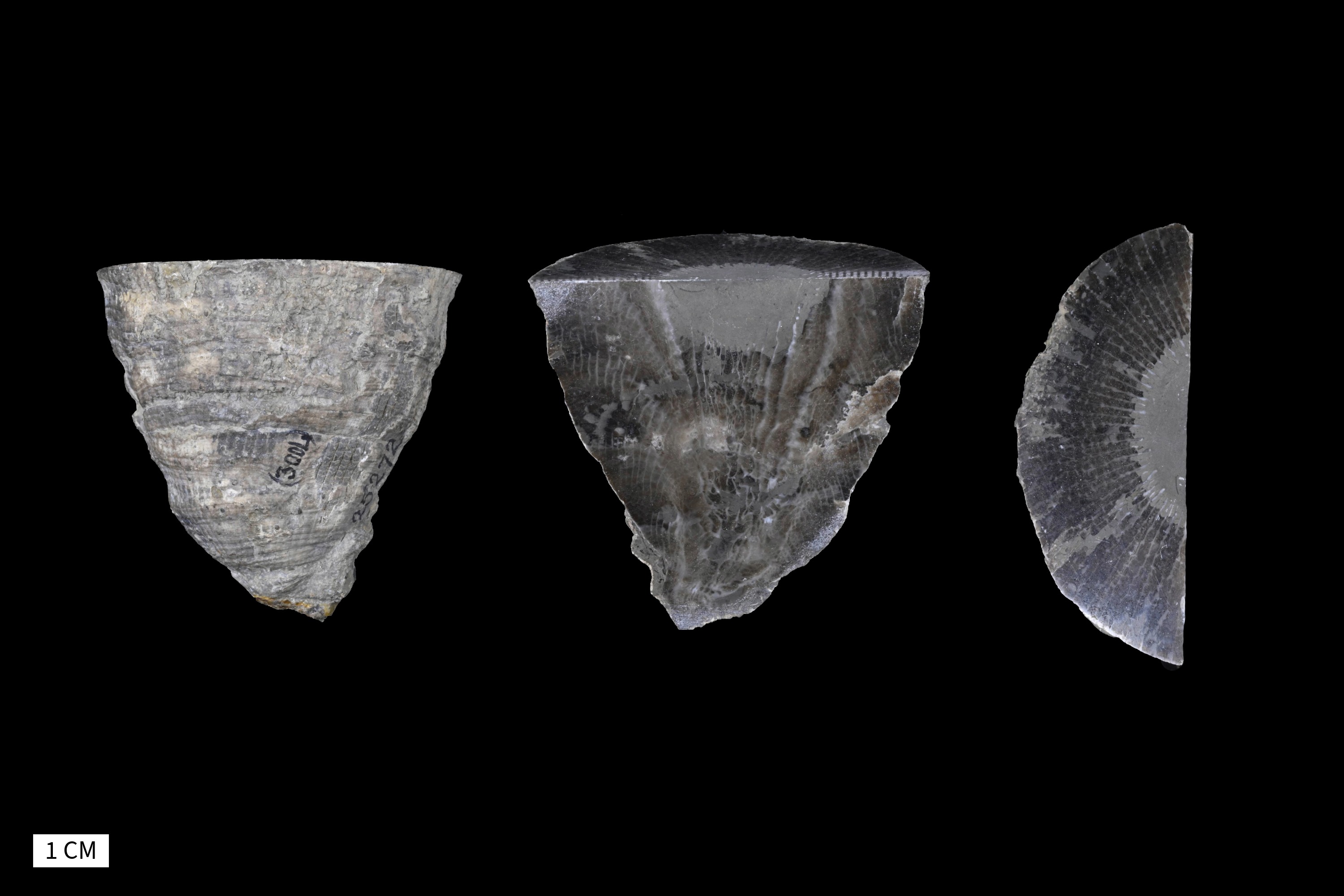 Heliophyllum obconicum · Devonian Atlas of Ancient Life