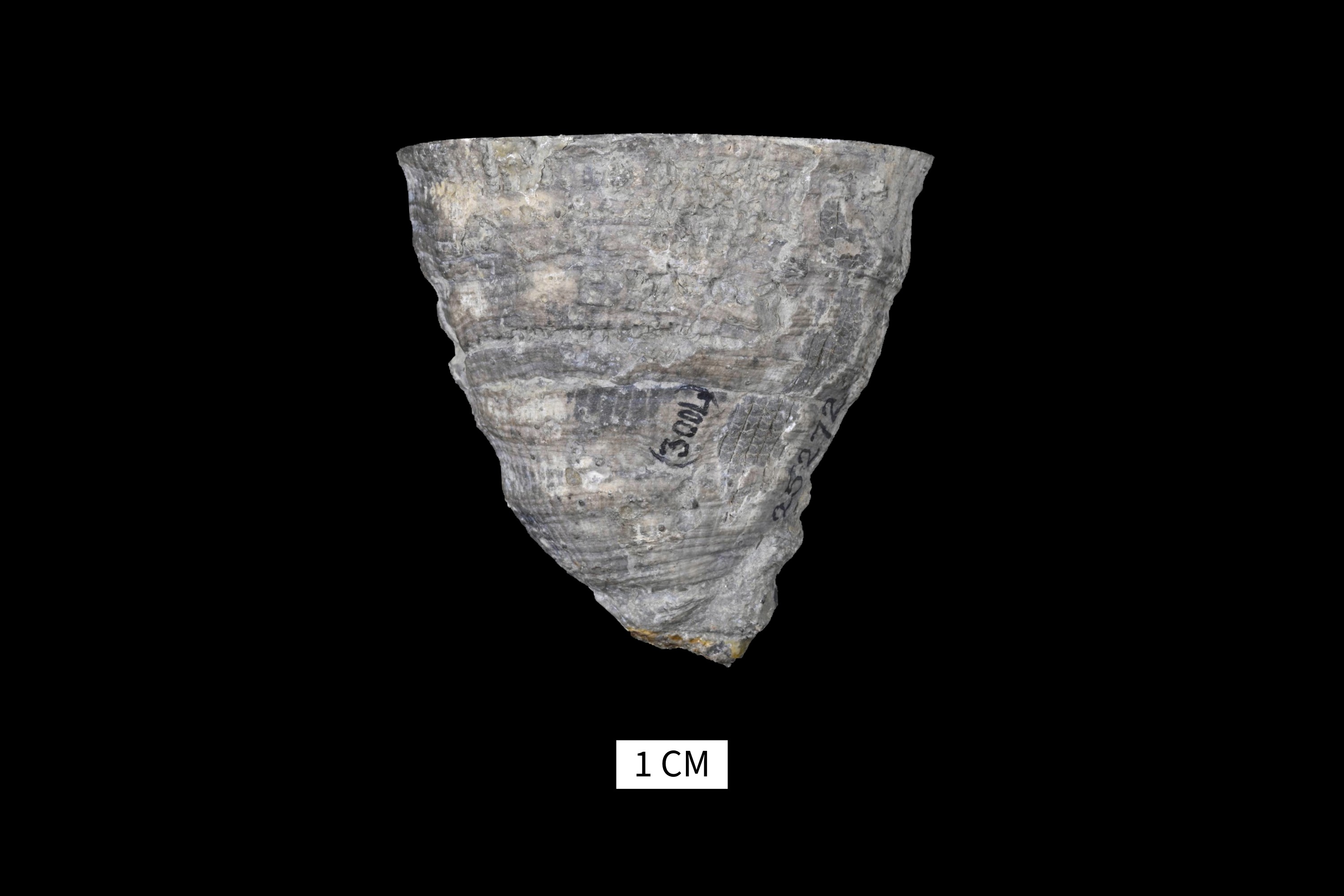Heliophyllum obconicum · Devonian Atlas of Ancient Life