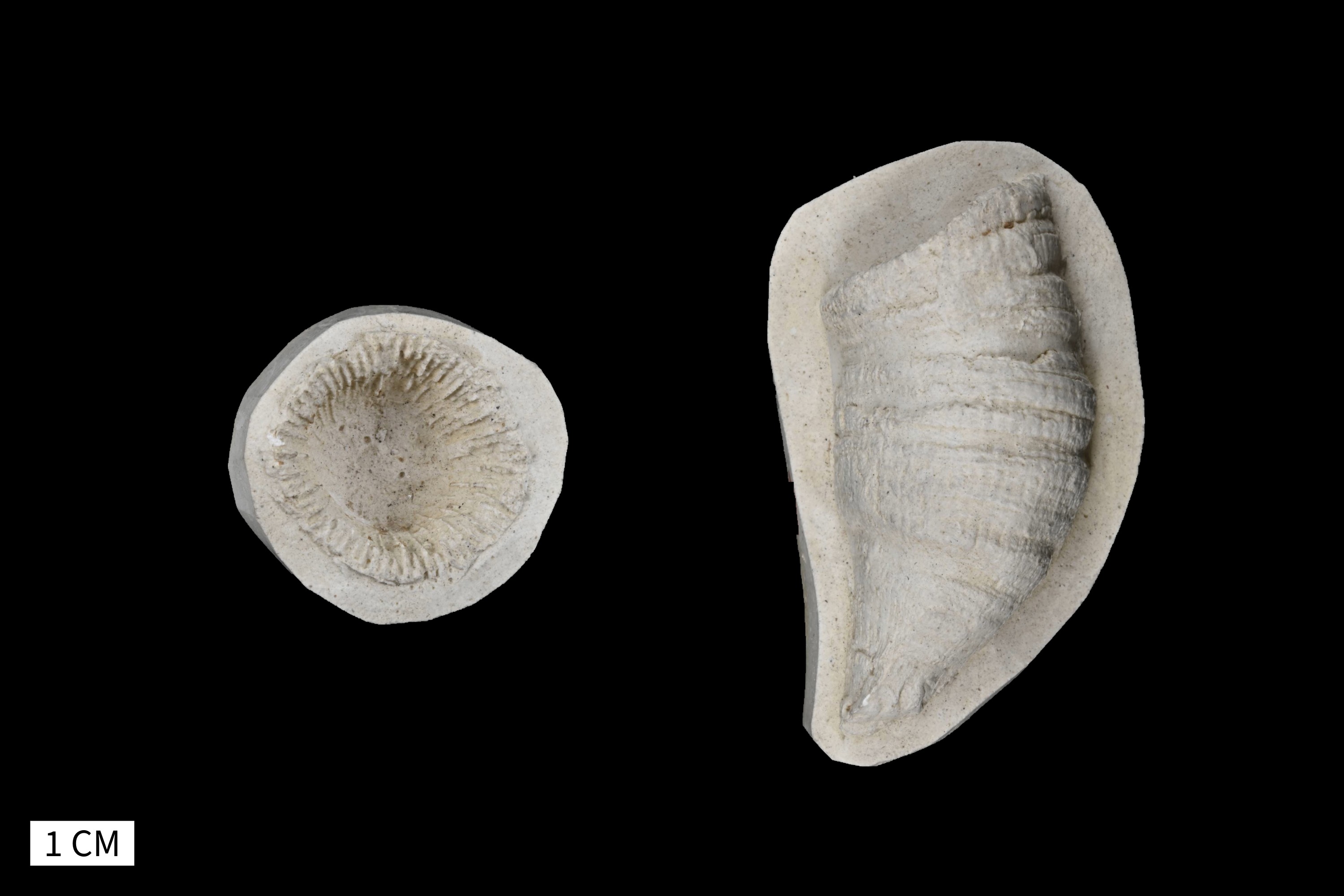 Heliophyllum solidum · Devonian Atlas of Ancient Life