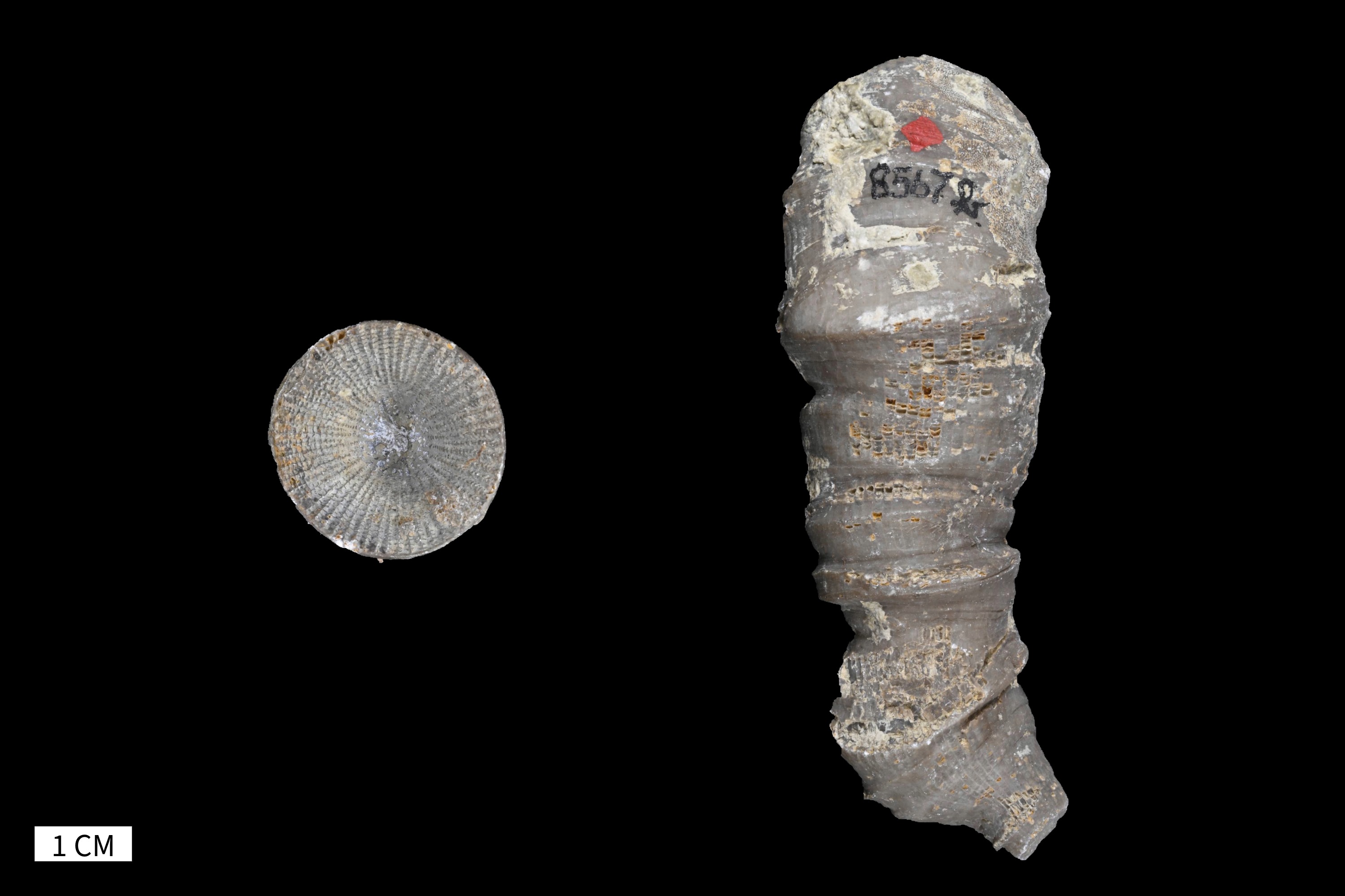 Heliophyllum tenuiseptatum · Devonian Atlas of Ancient Life