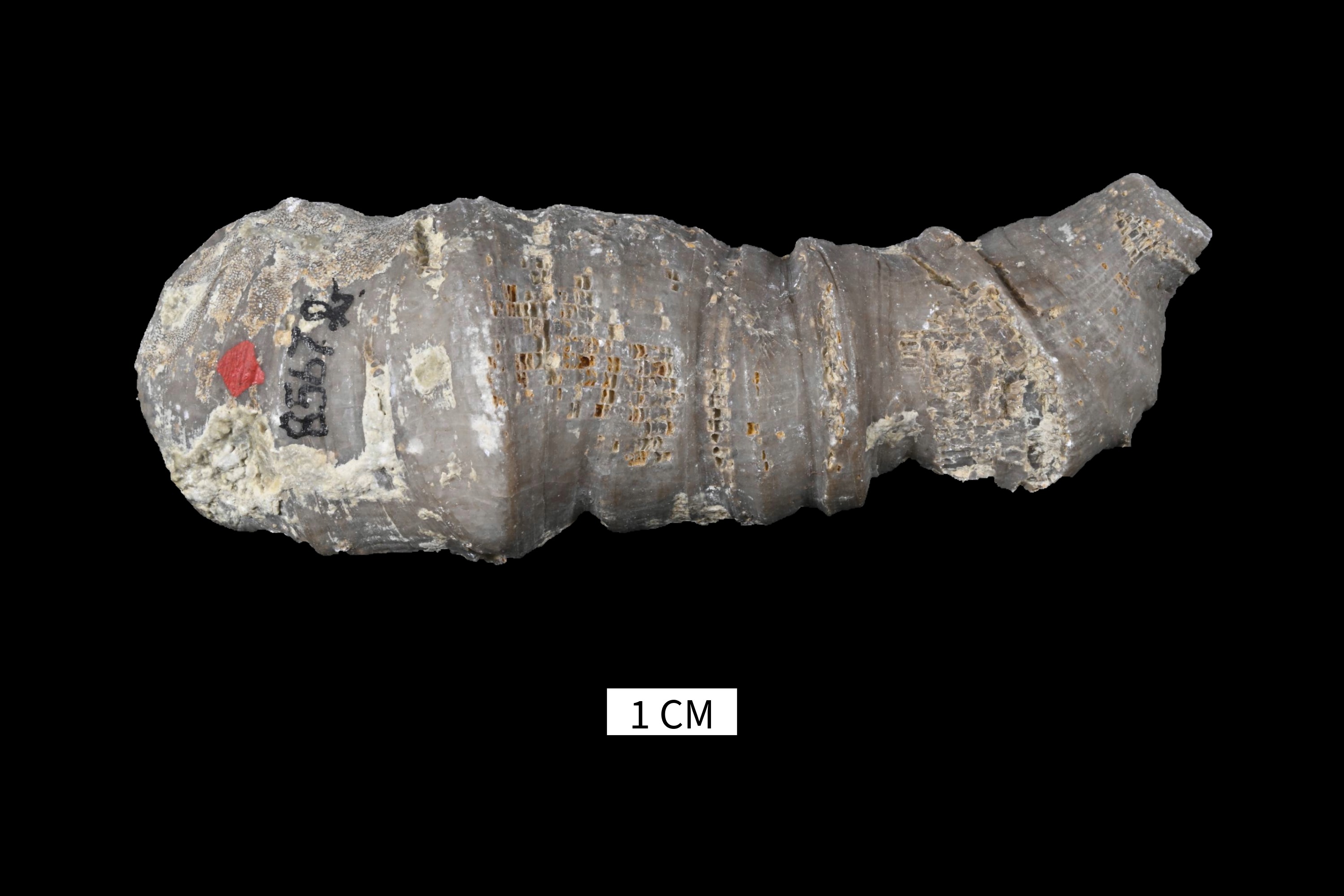 Heliophyllum tenuiseptatum · Devonian Atlas of Ancient Life