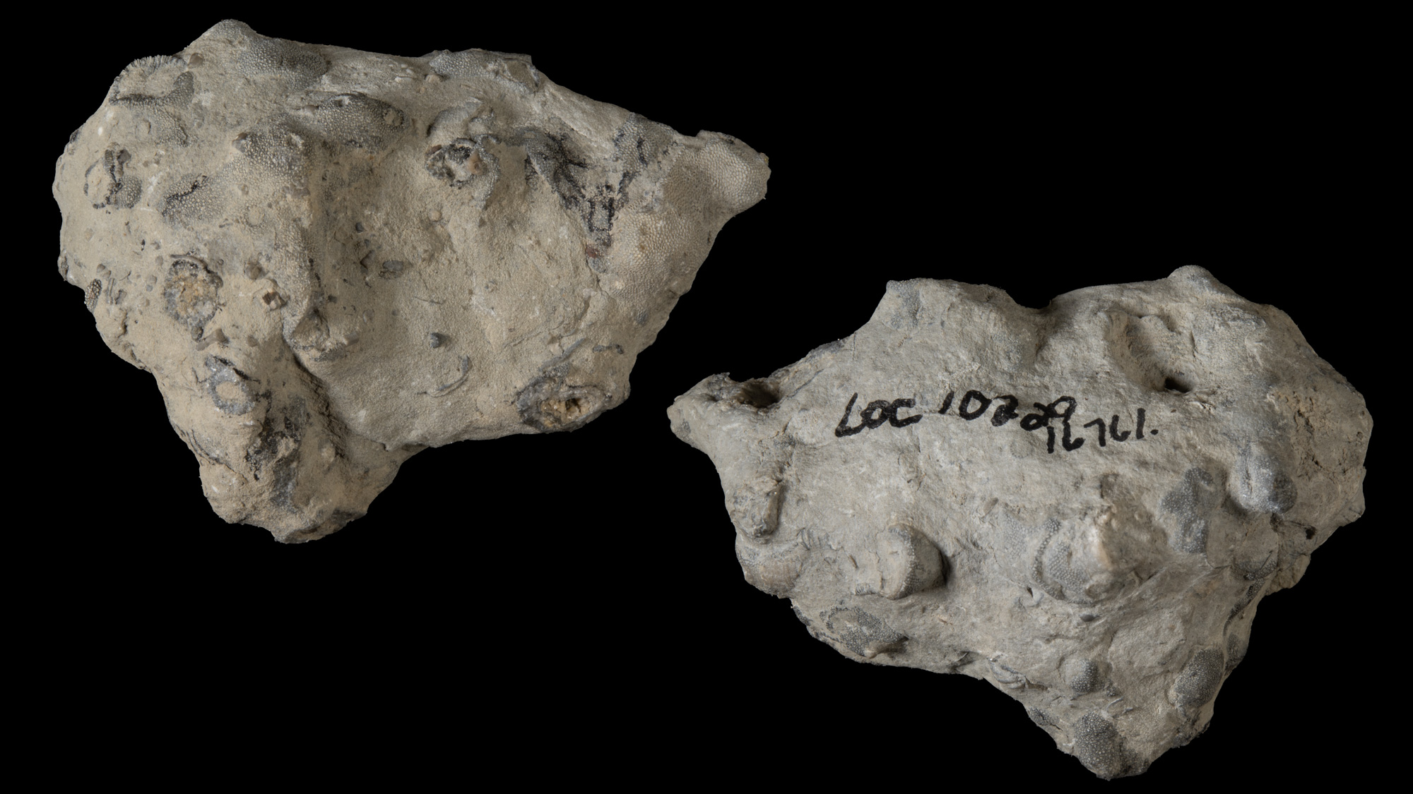 Heteronema monroei · Devonian Atlas of Ancient Life
