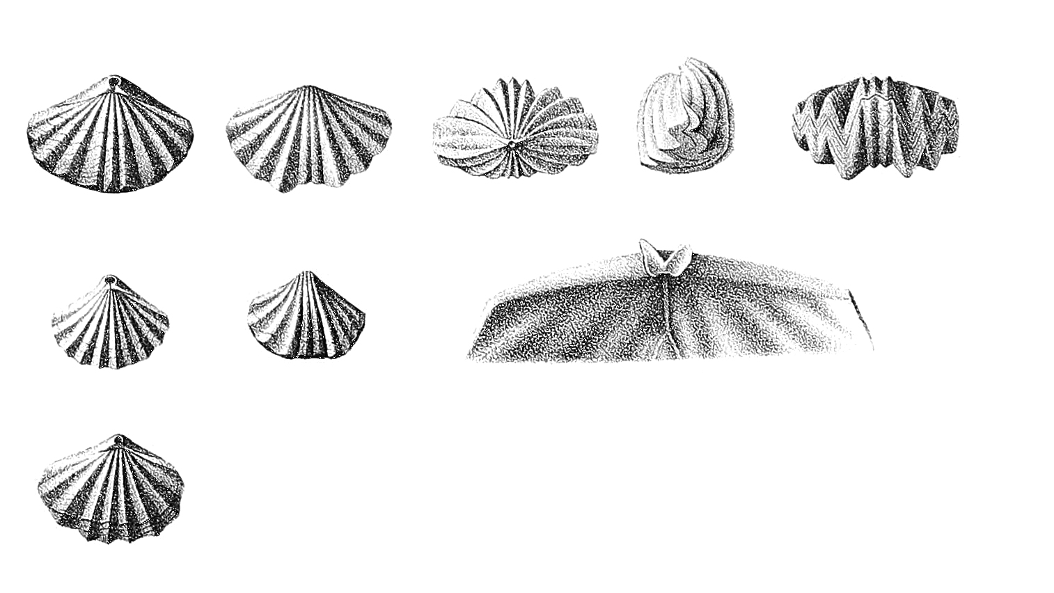 Leptospira gibbosa · Devonian Atlas of Ancient Life